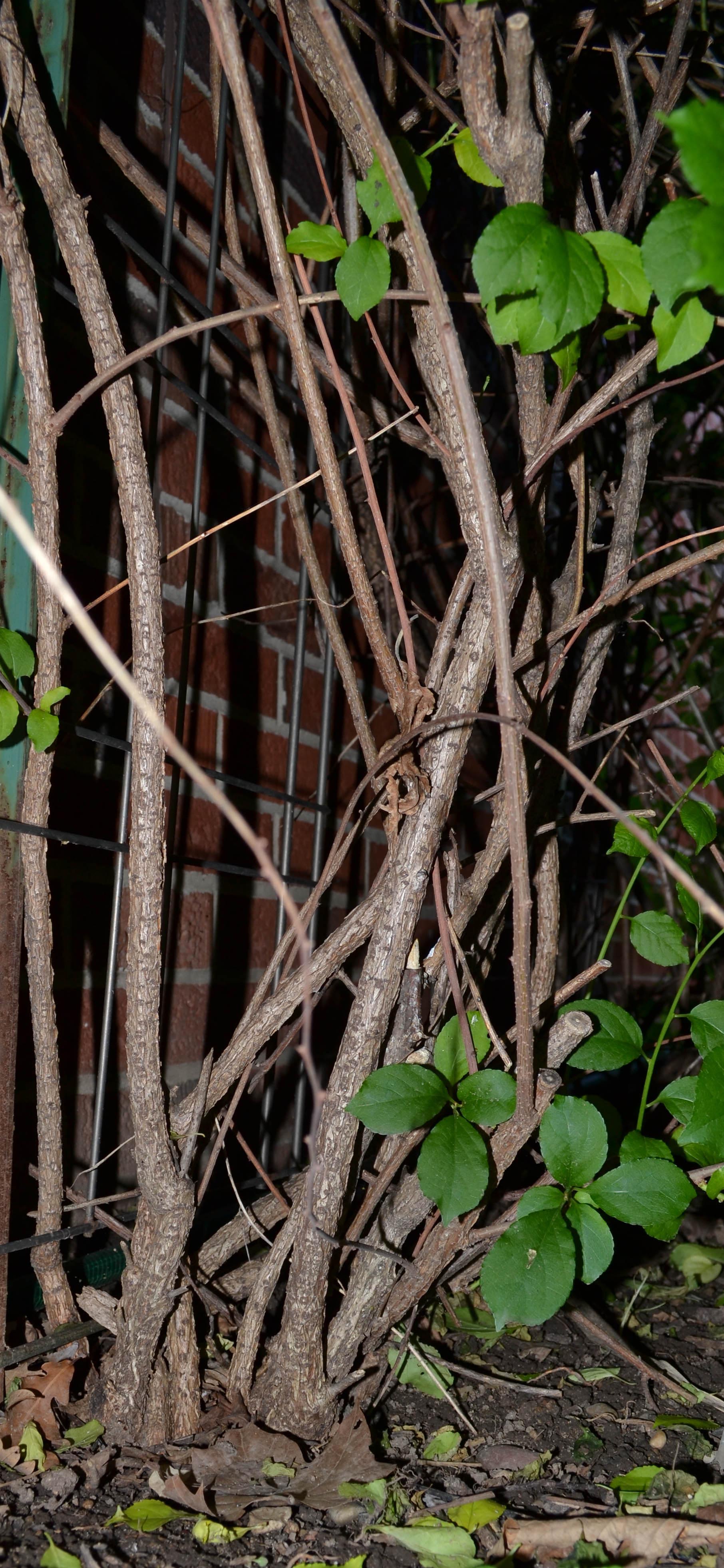 Celastrus scandens – Purdue Arboretum Explorer