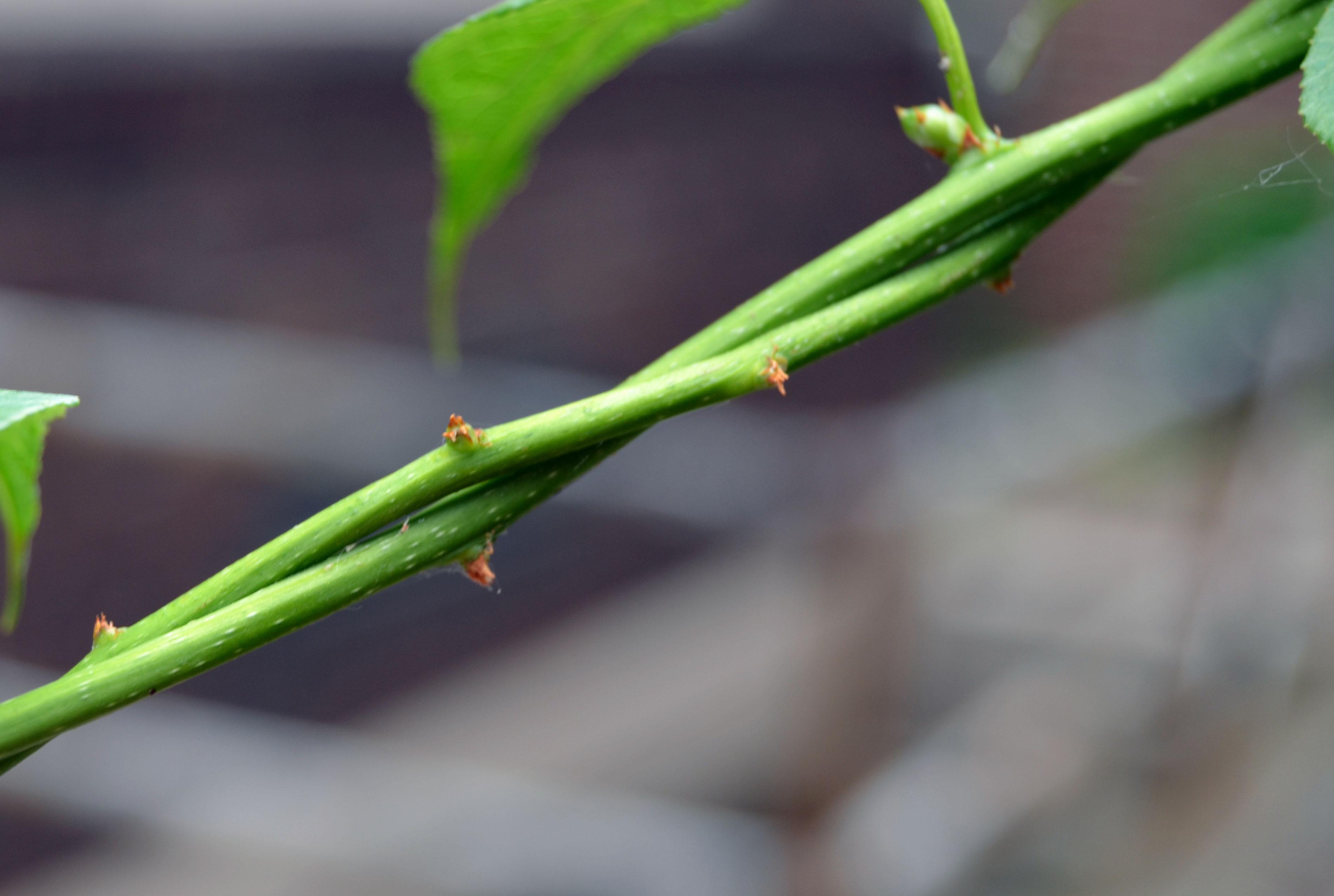 Celastrus scandens – Purdue Arboretum Explorer
