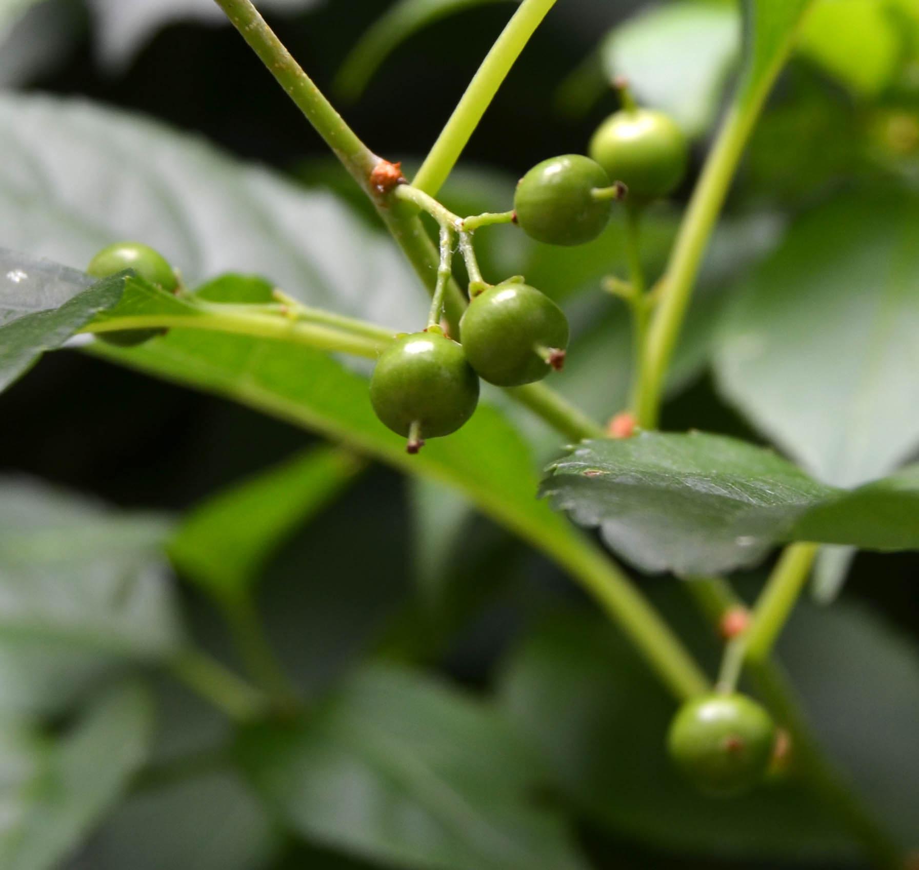 Celastrus scandens – Purdue Arboretum Explorer