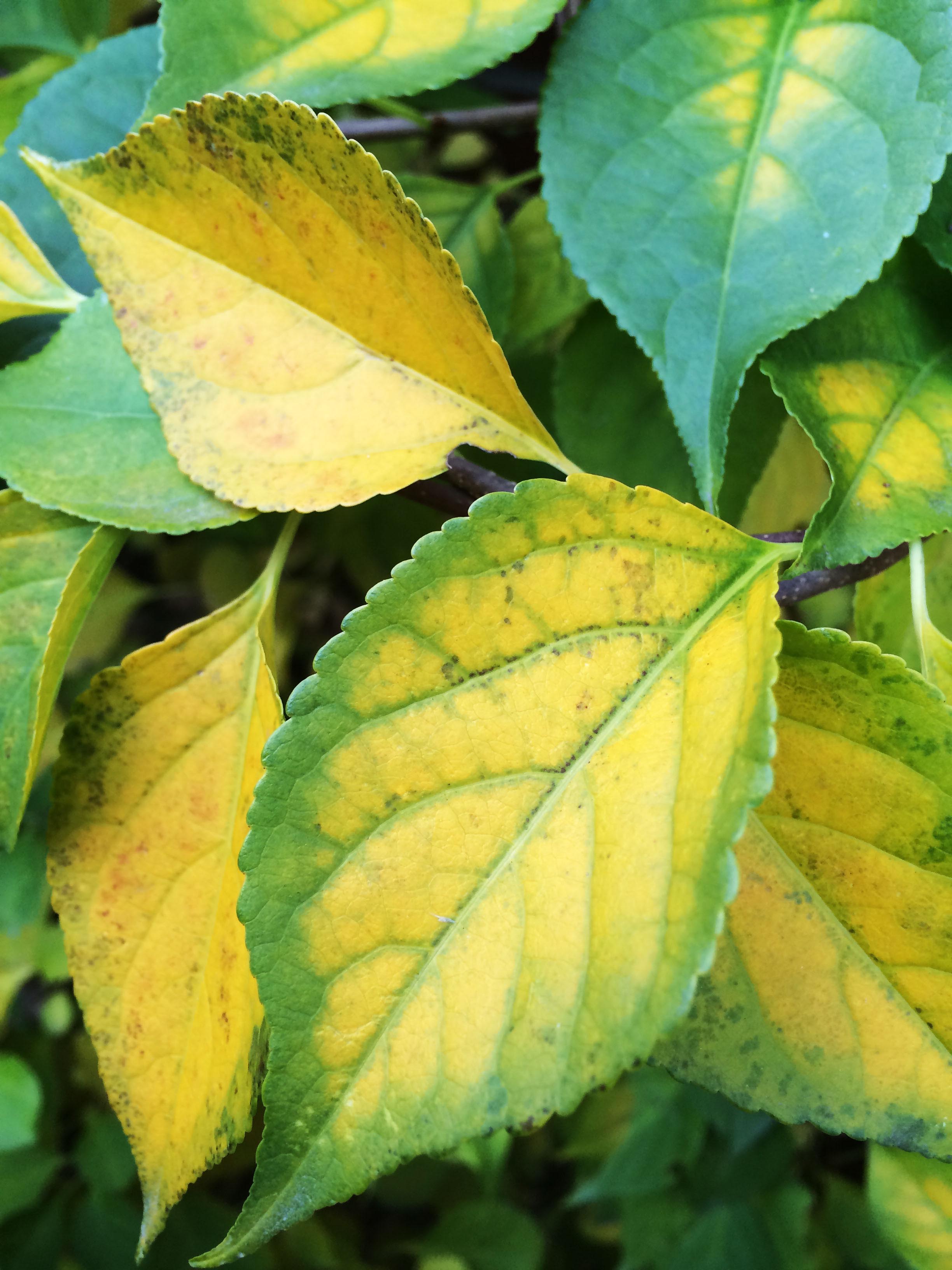 Celastrus scandens – Purdue Arboretum Explorer