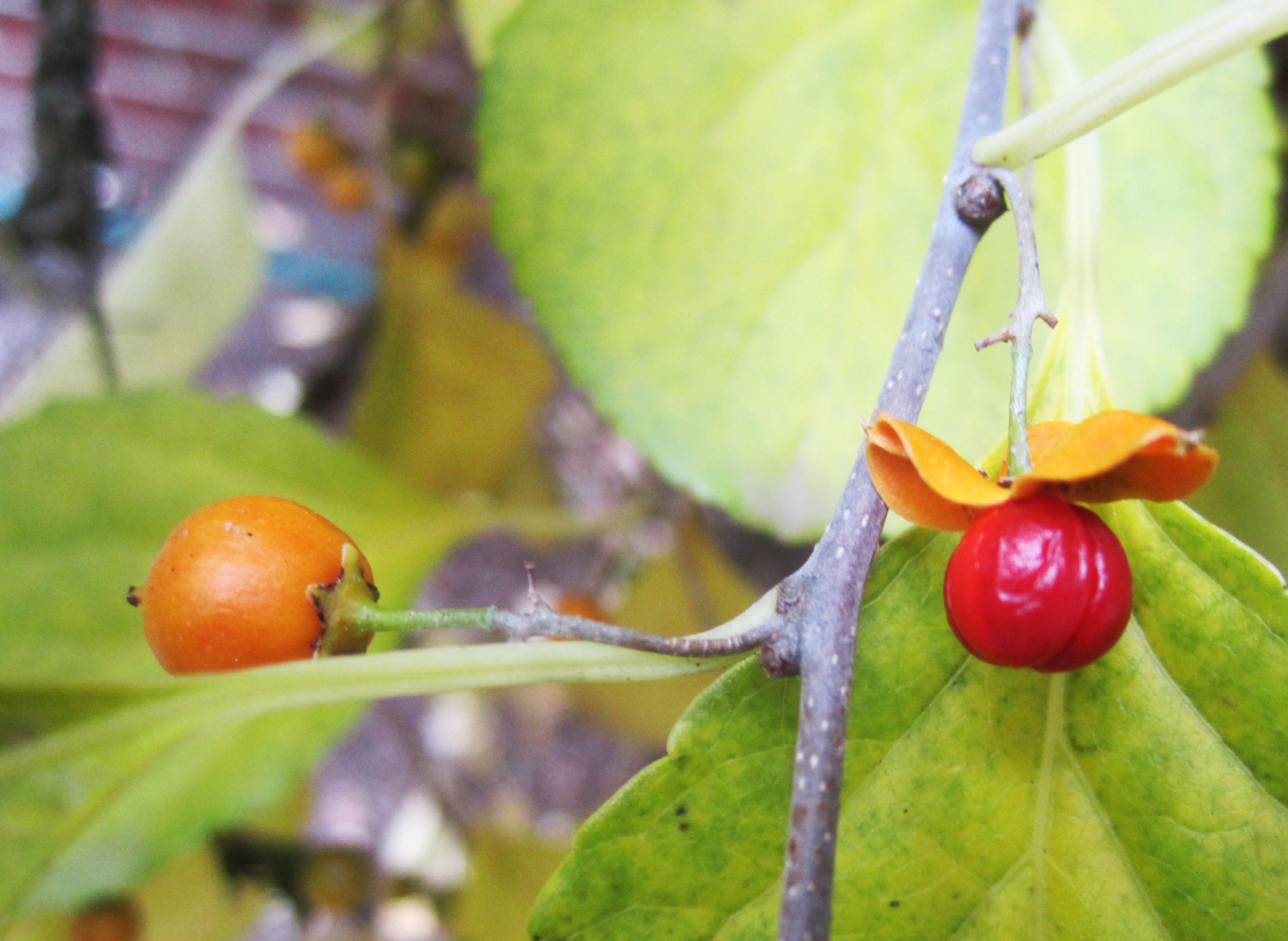 Celastrus scandens – Purdue Arboretum Explorer