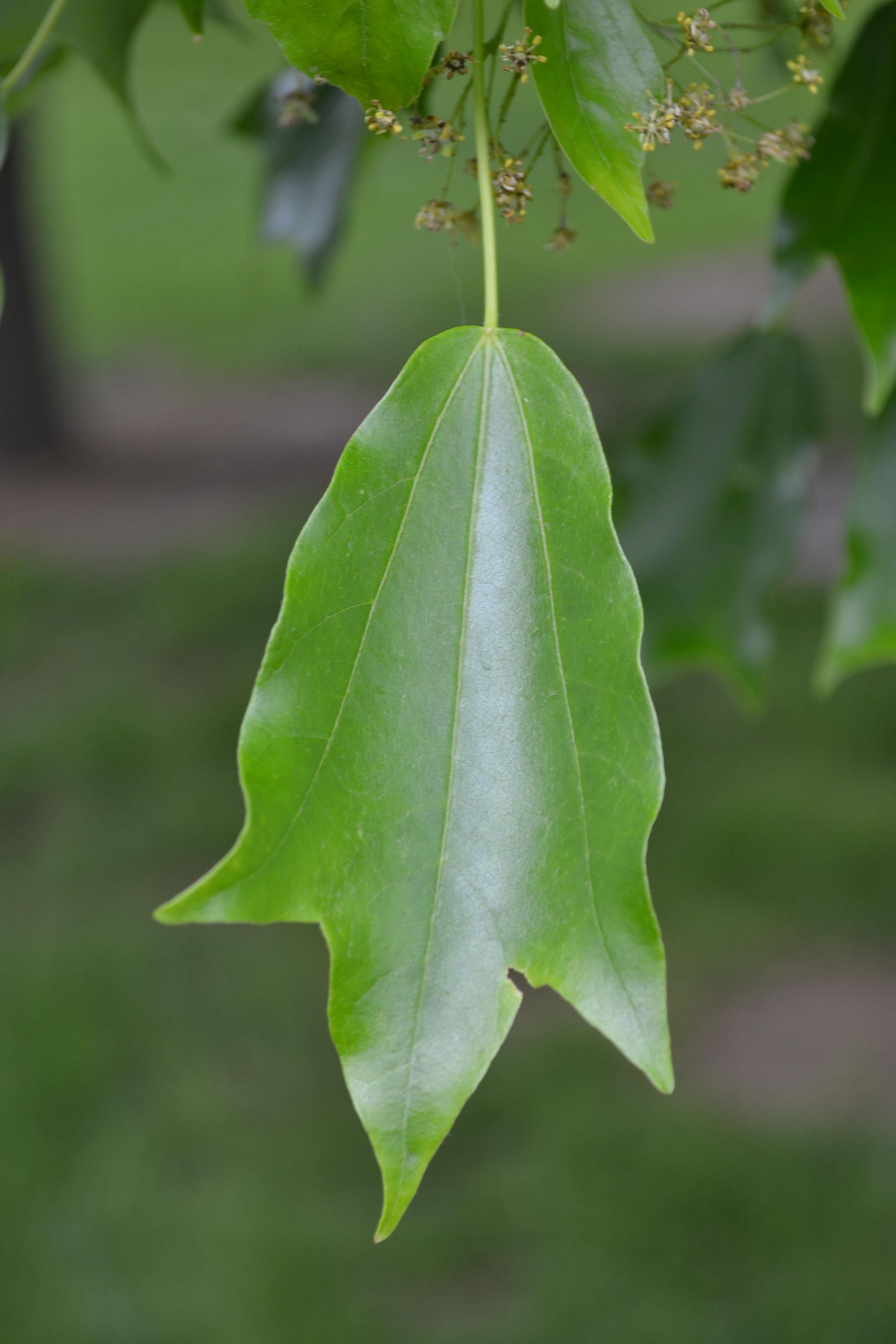 Acer buergerianum – Purdue Arboretum Explorer