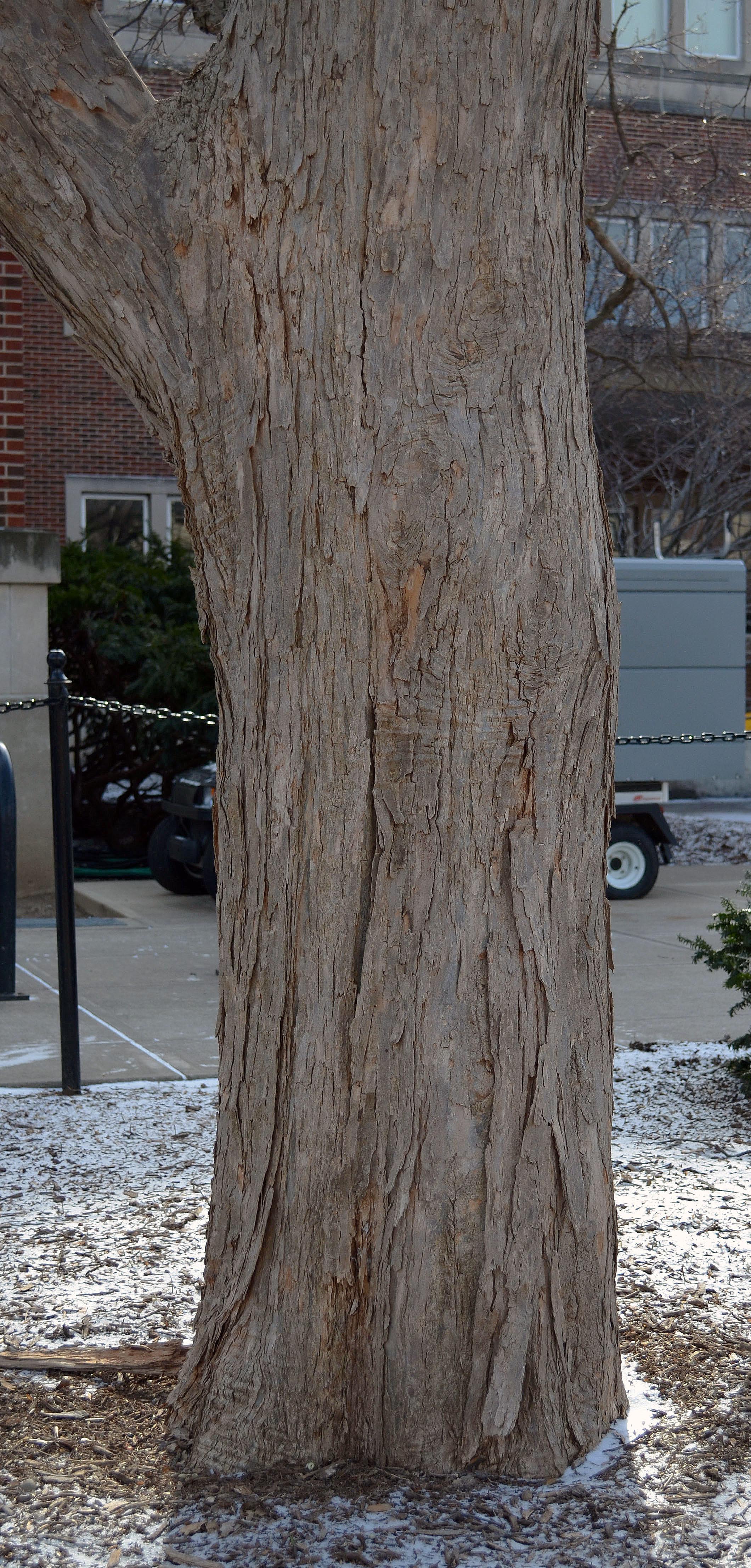 Acer buergerianum – Purdue Arboretum Explorer