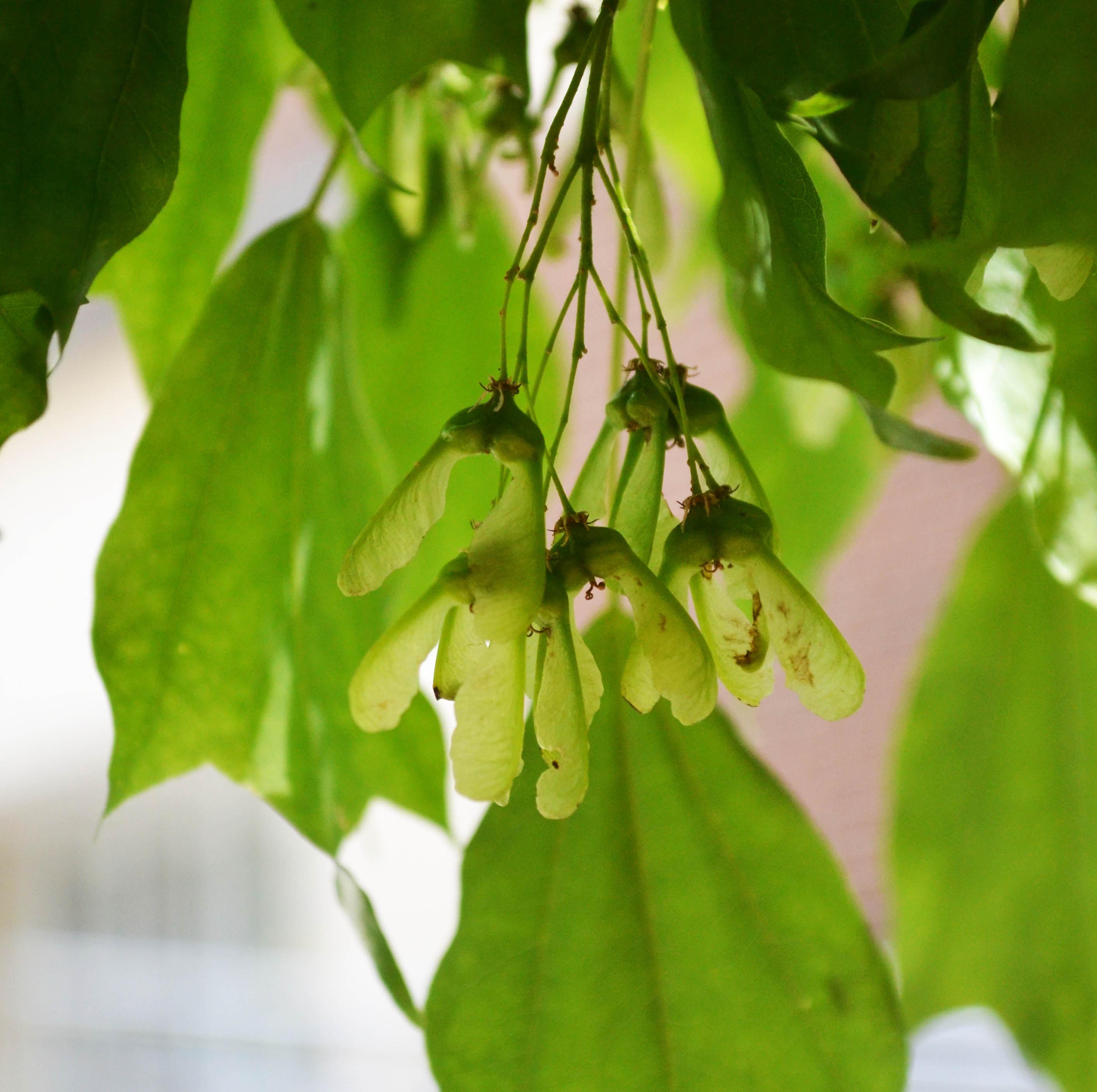Acer buergerianum – Purdue Arboretum Explorer