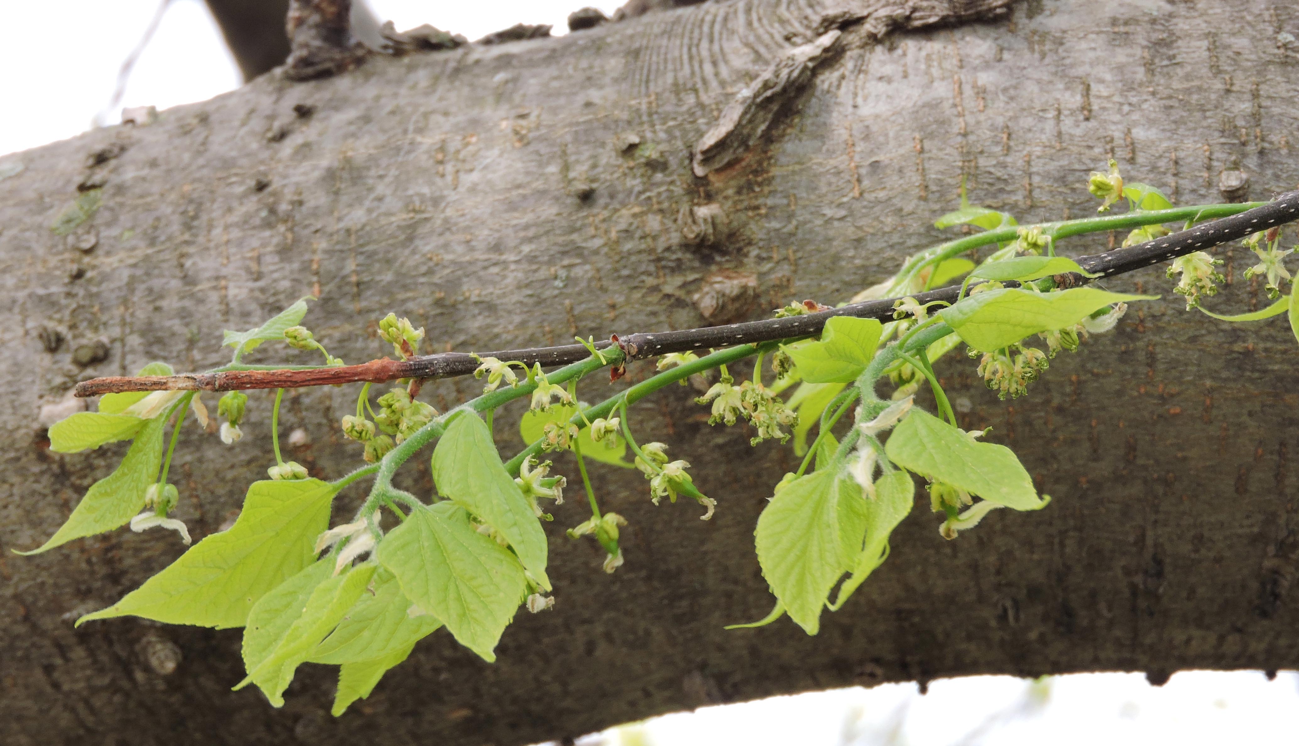 Celtis occidentalis – Purdue Arboretum Explorer