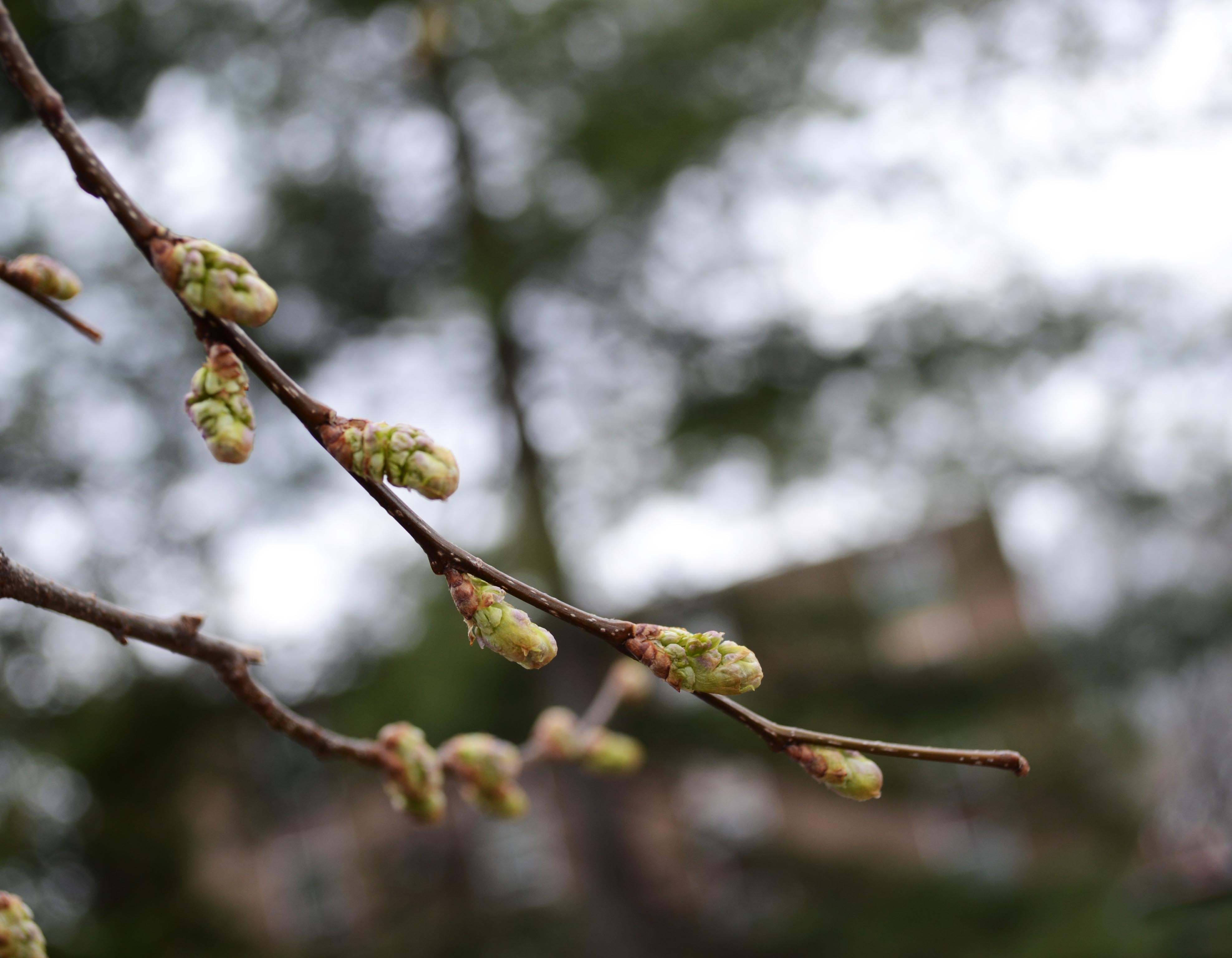 Celtis occidentalis – Purdue Arboretum Explorer