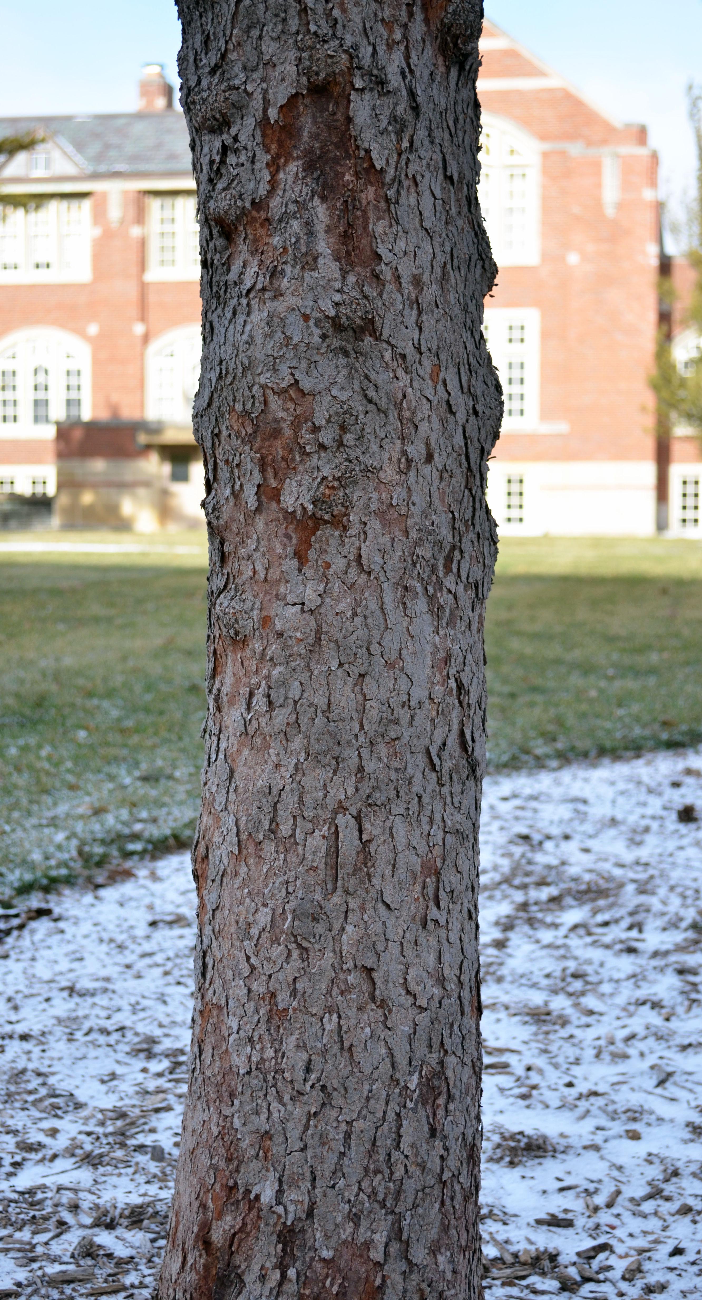 Cercis canadensis – Purdue Arboretum Explorer