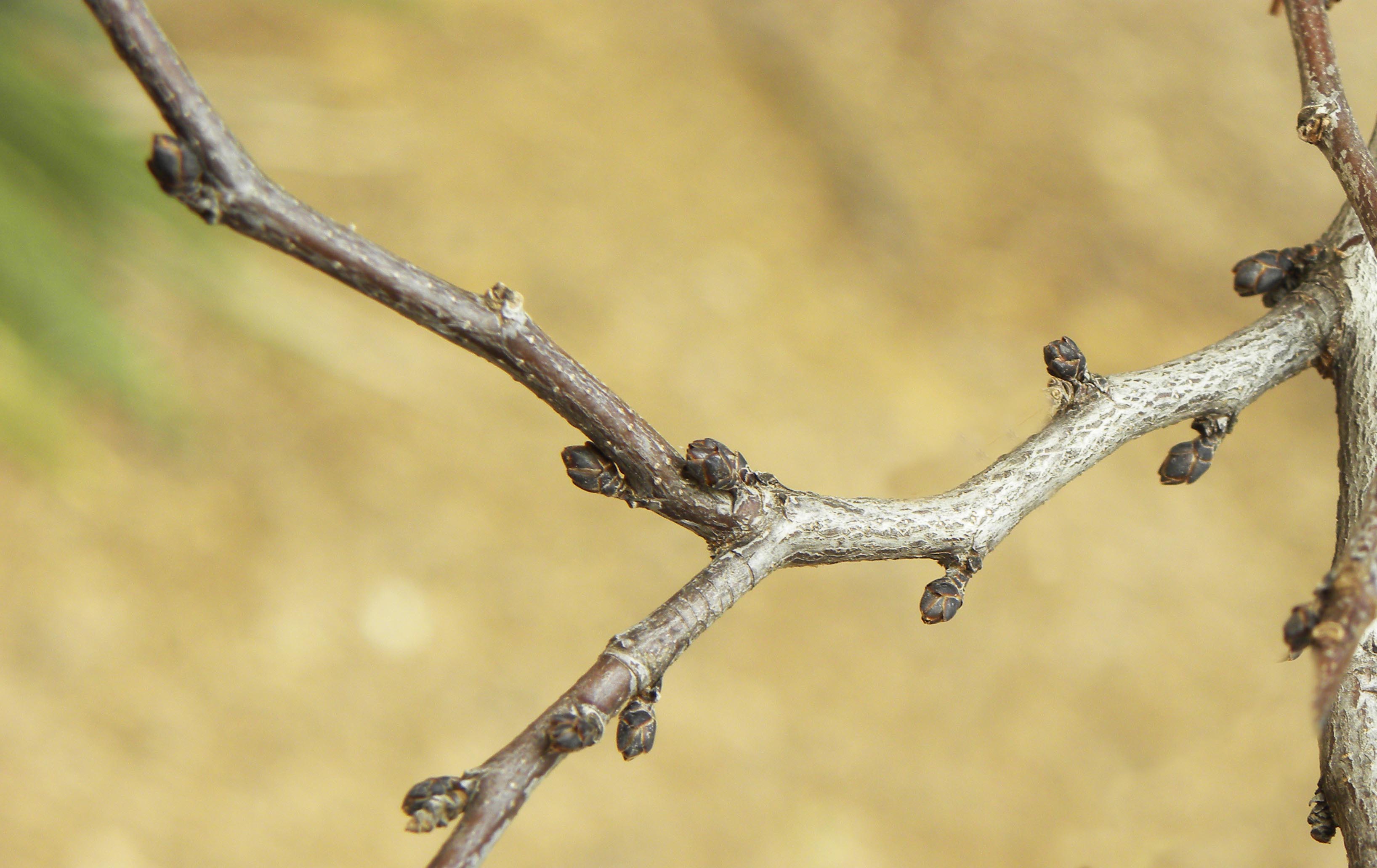 Cercis canadensis – Purdue Arboretum Explorer