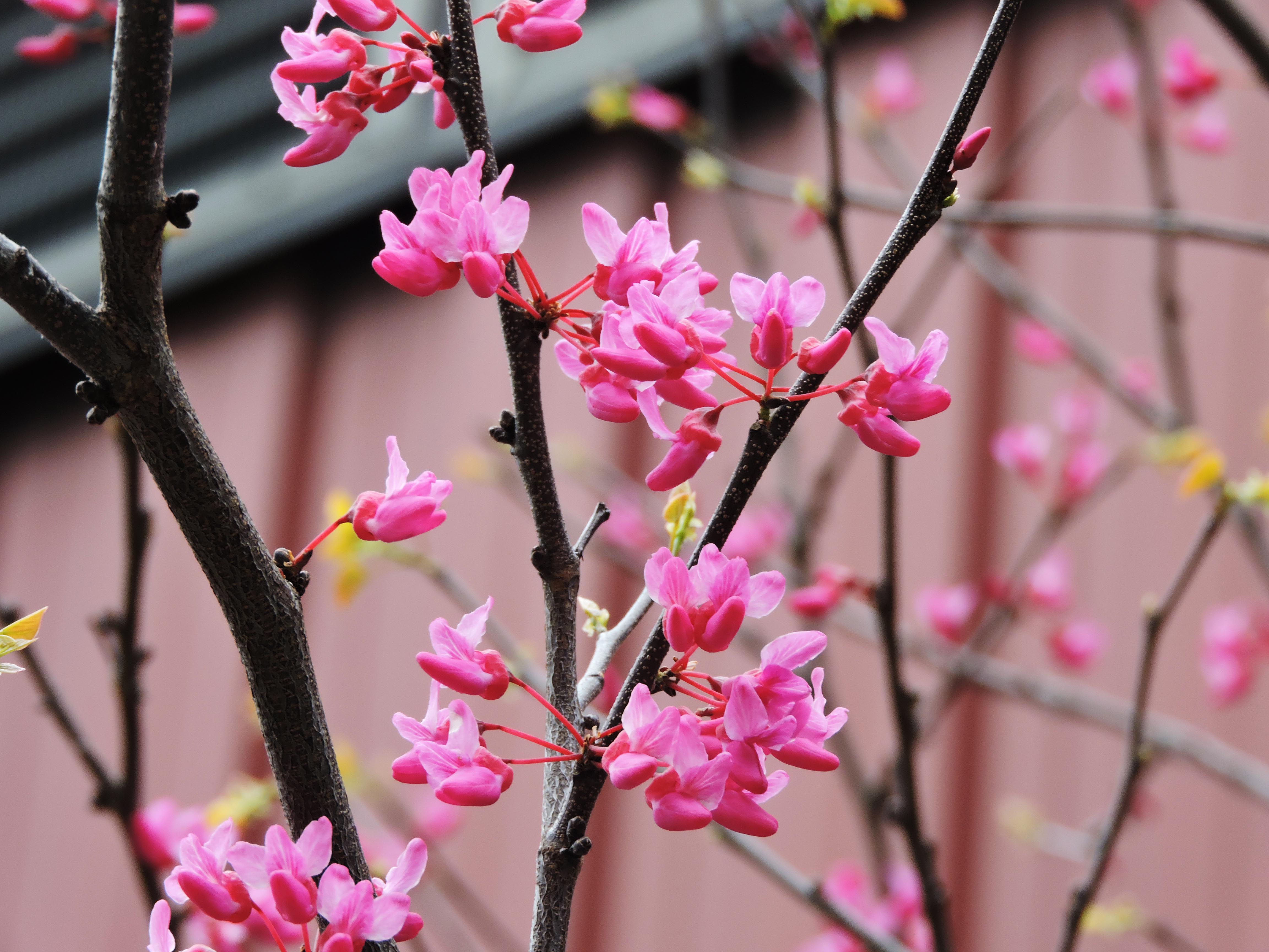 Cercis canadensis ‘Appalachian Red’ – Purdue Arboretum Explorer