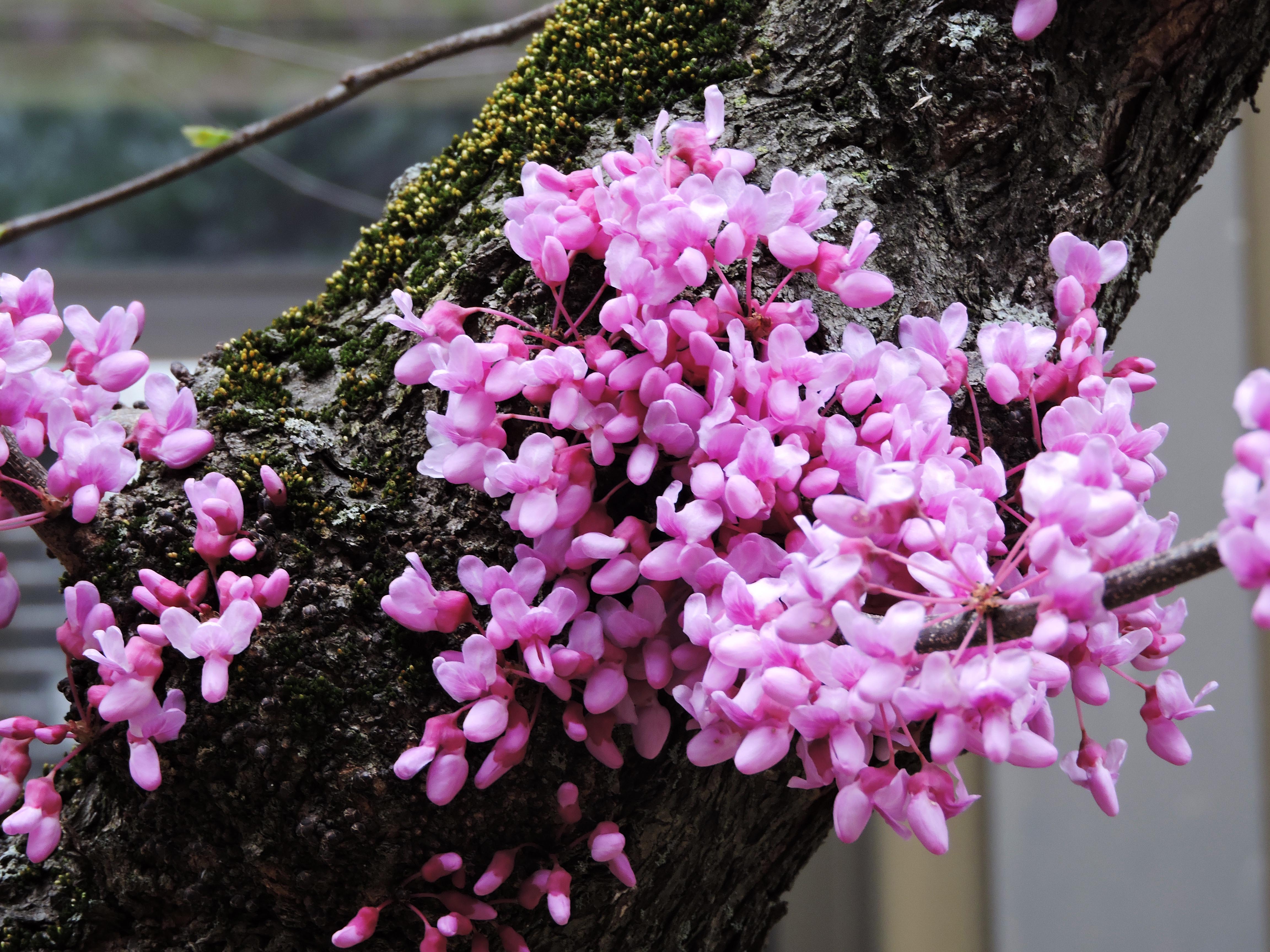 Cercis canadensis ‘Appalachian Red’ – Purdue Arboretum Explorer