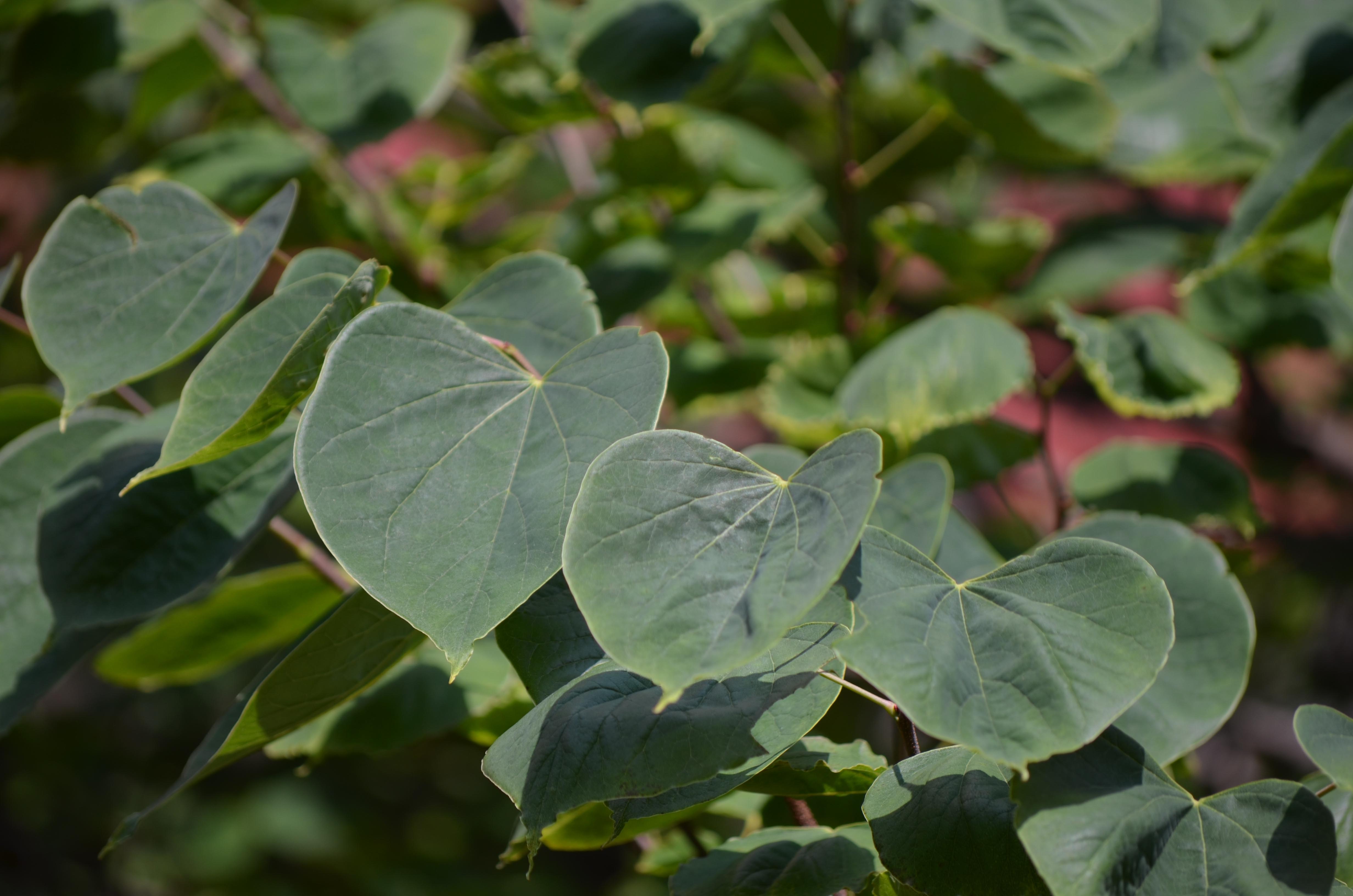 Cercis canadensis ‘Appalachian Red’ – Purdue Arboretum Explorer