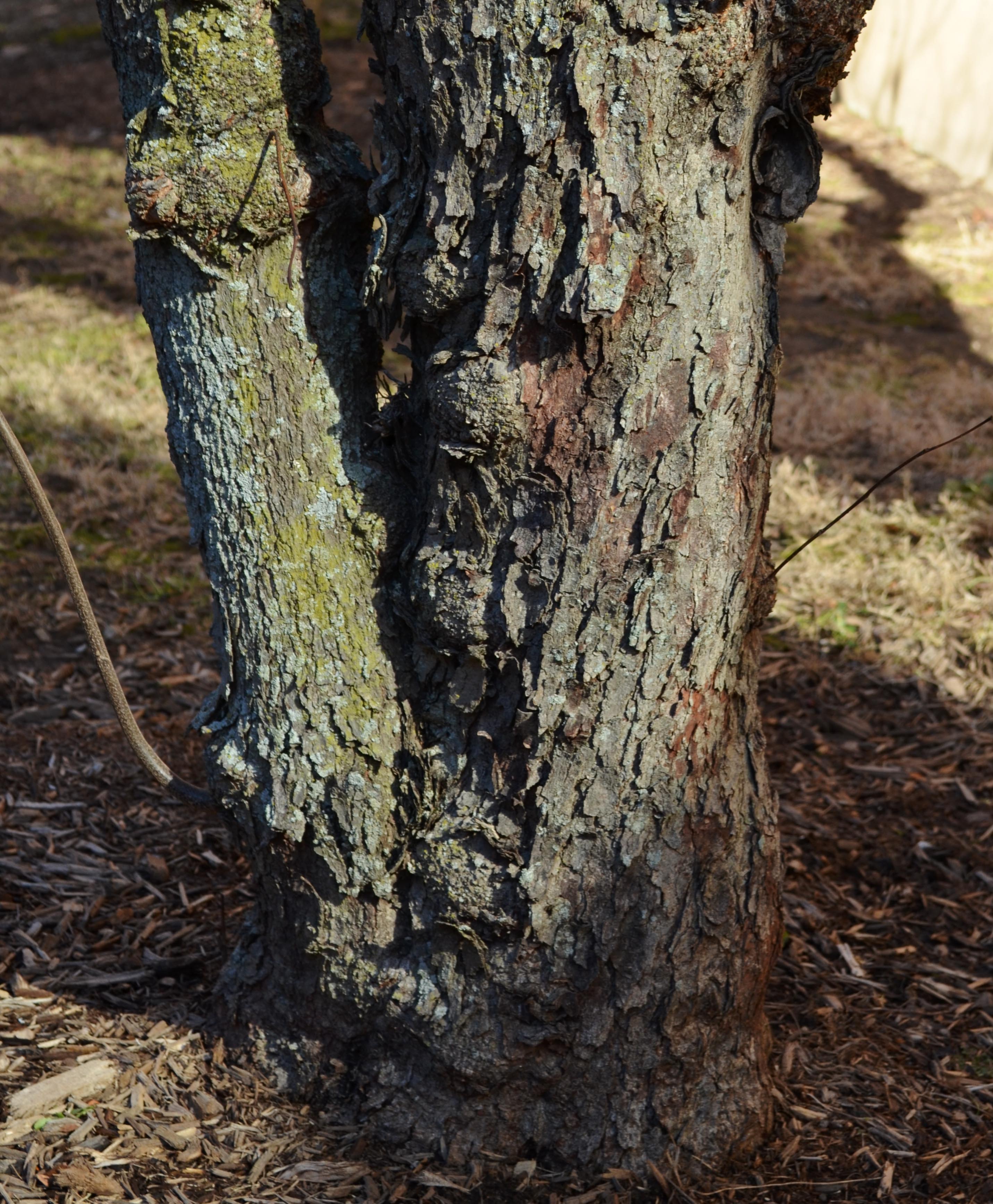 Cercis canadensis ‘Appalachian Red’ – Purdue Arboretum Explorer