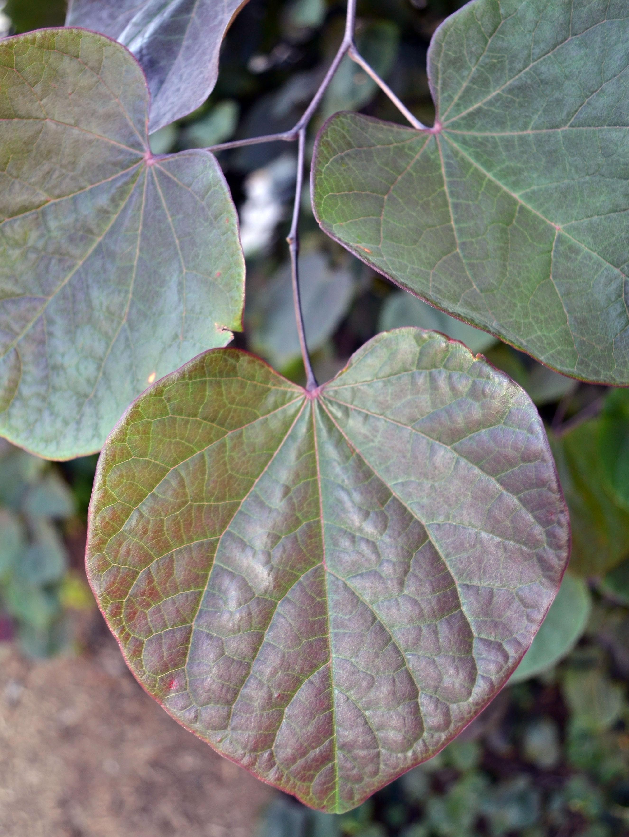 Cercis canadensis ‘Forest Pansy’ – Purdue Arboretum Explorer