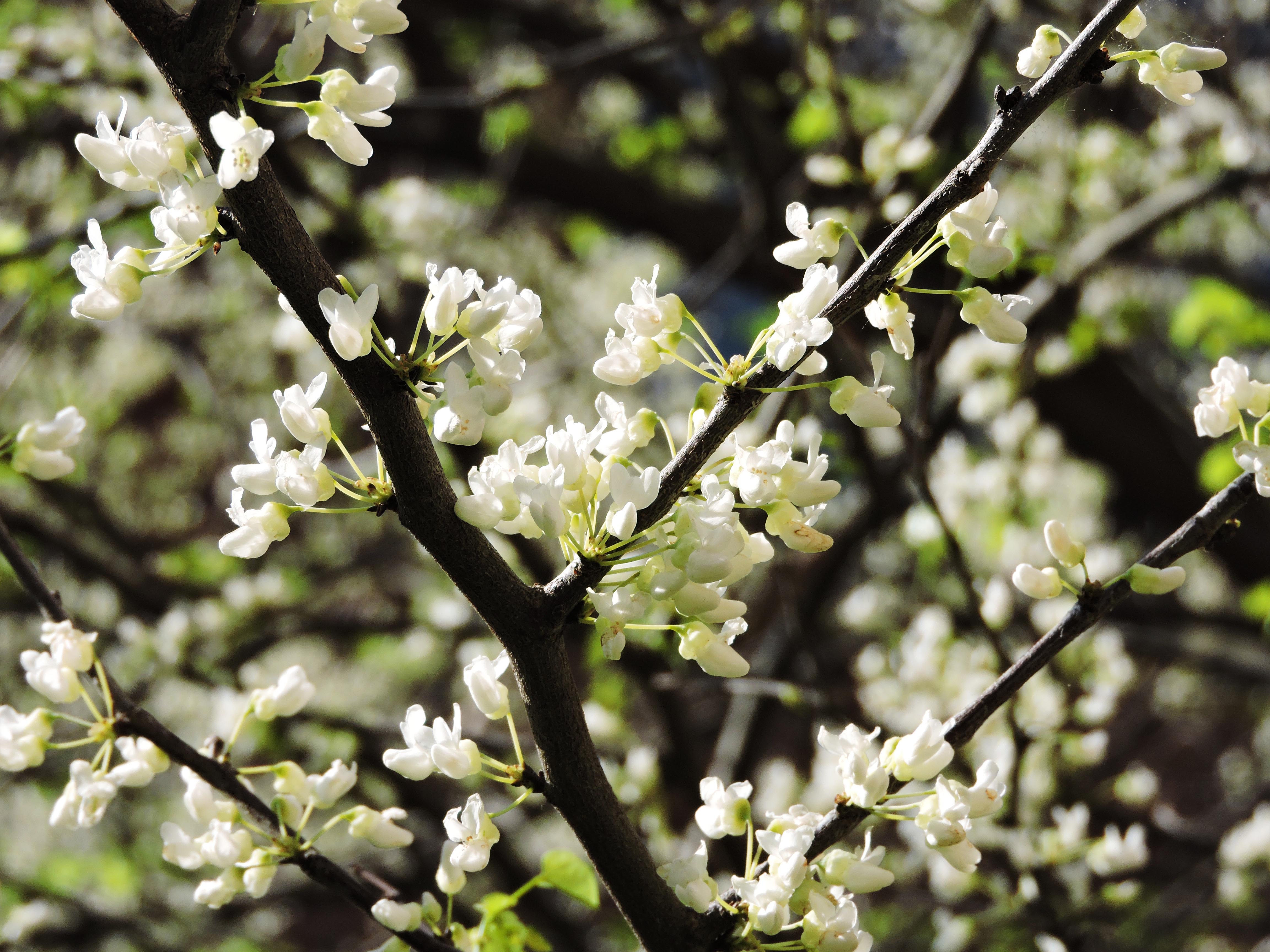 Cercis canadensis ‘Alba’ – Purdue Arboretum Explorer