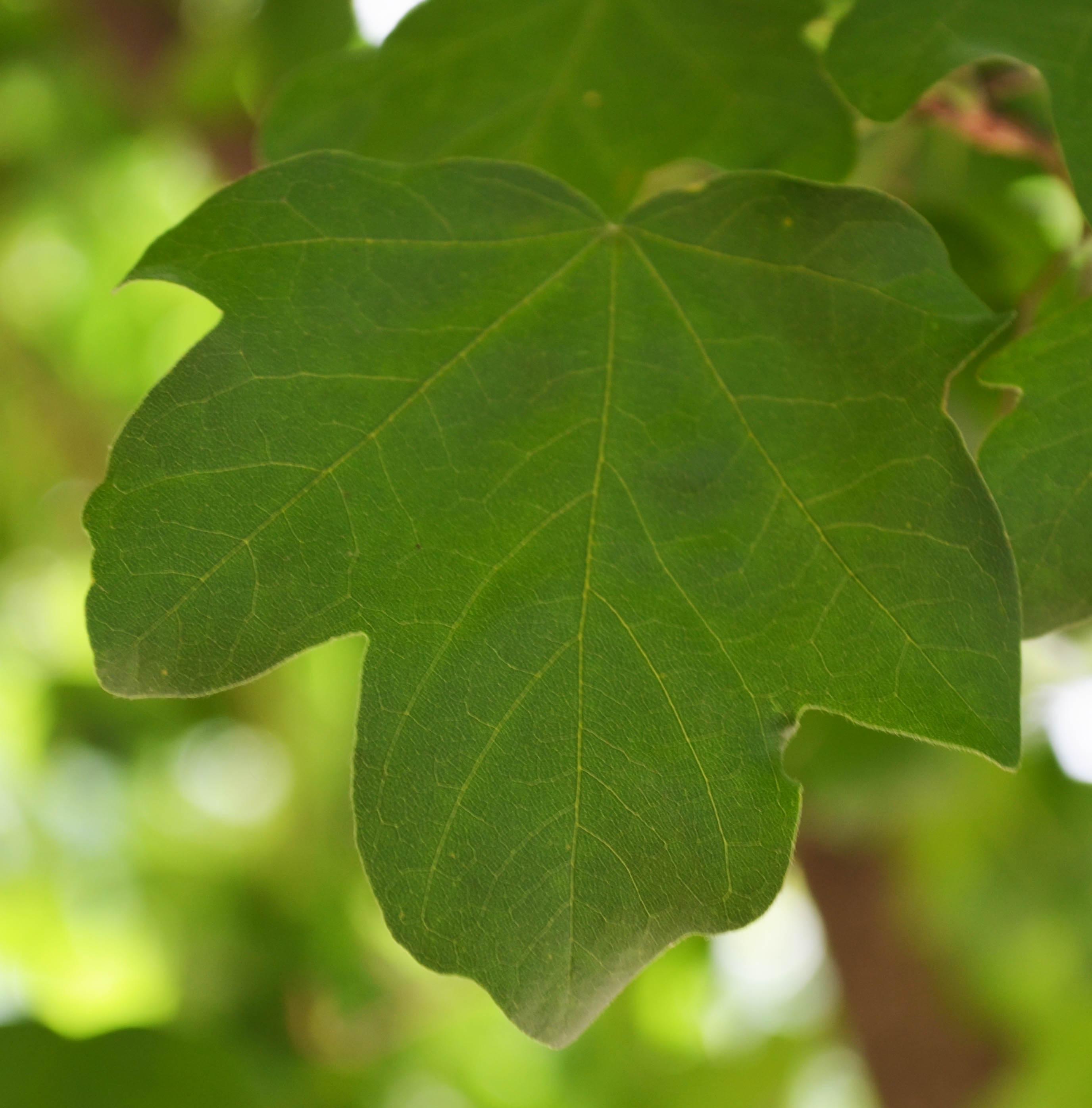 Acer campestre – Purdue Arboretum Explorer