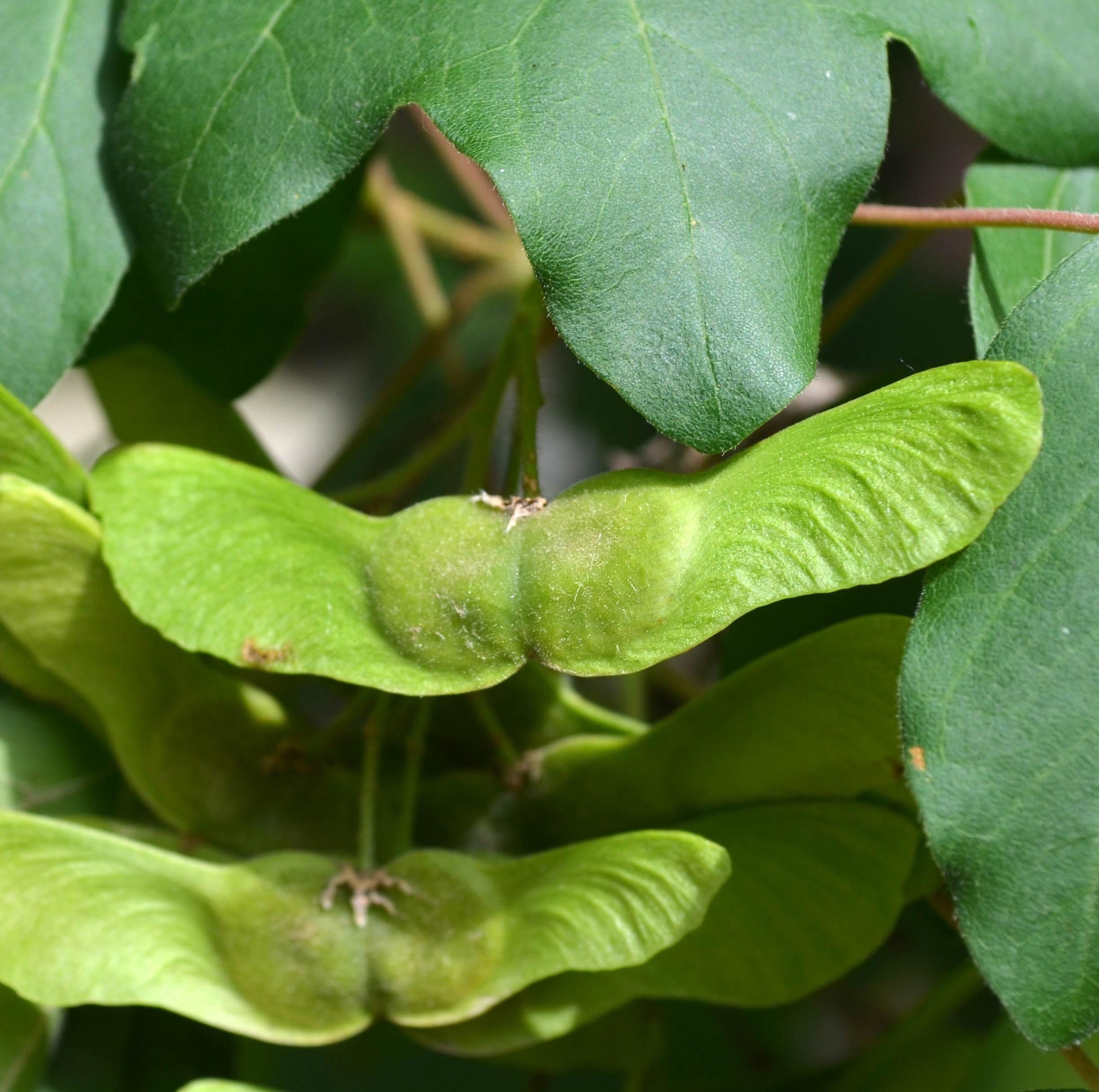 Acer campestre – Purdue Arboretum Explorer