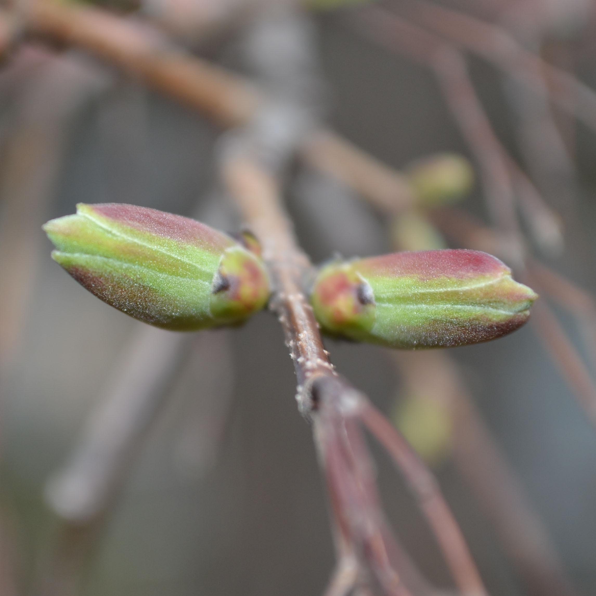 Acer campestre – Purdue Arboretum Explorer