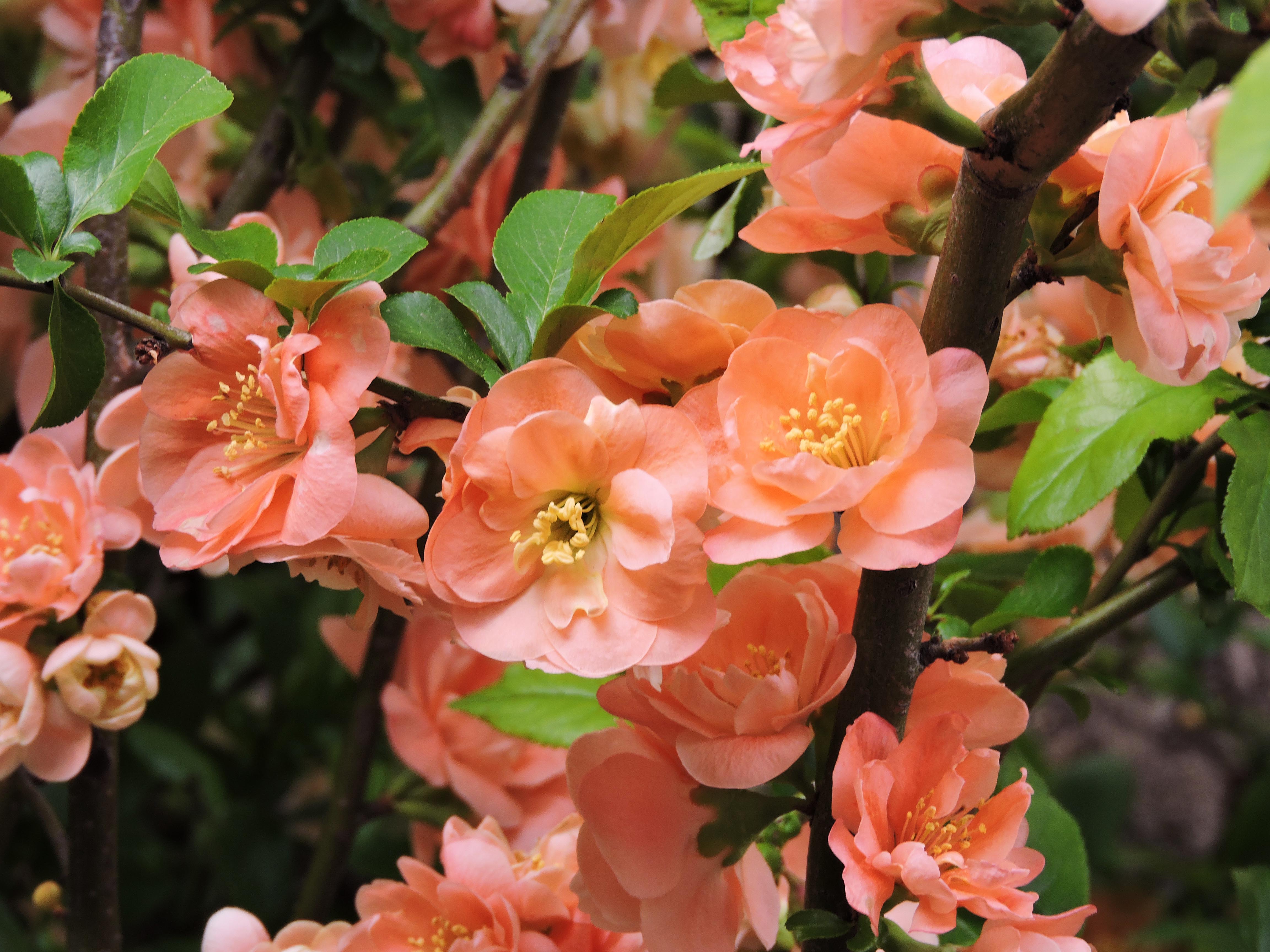 Chaenomeles speciosa ‘Cameo’ – Purdue Arboretum Explorer