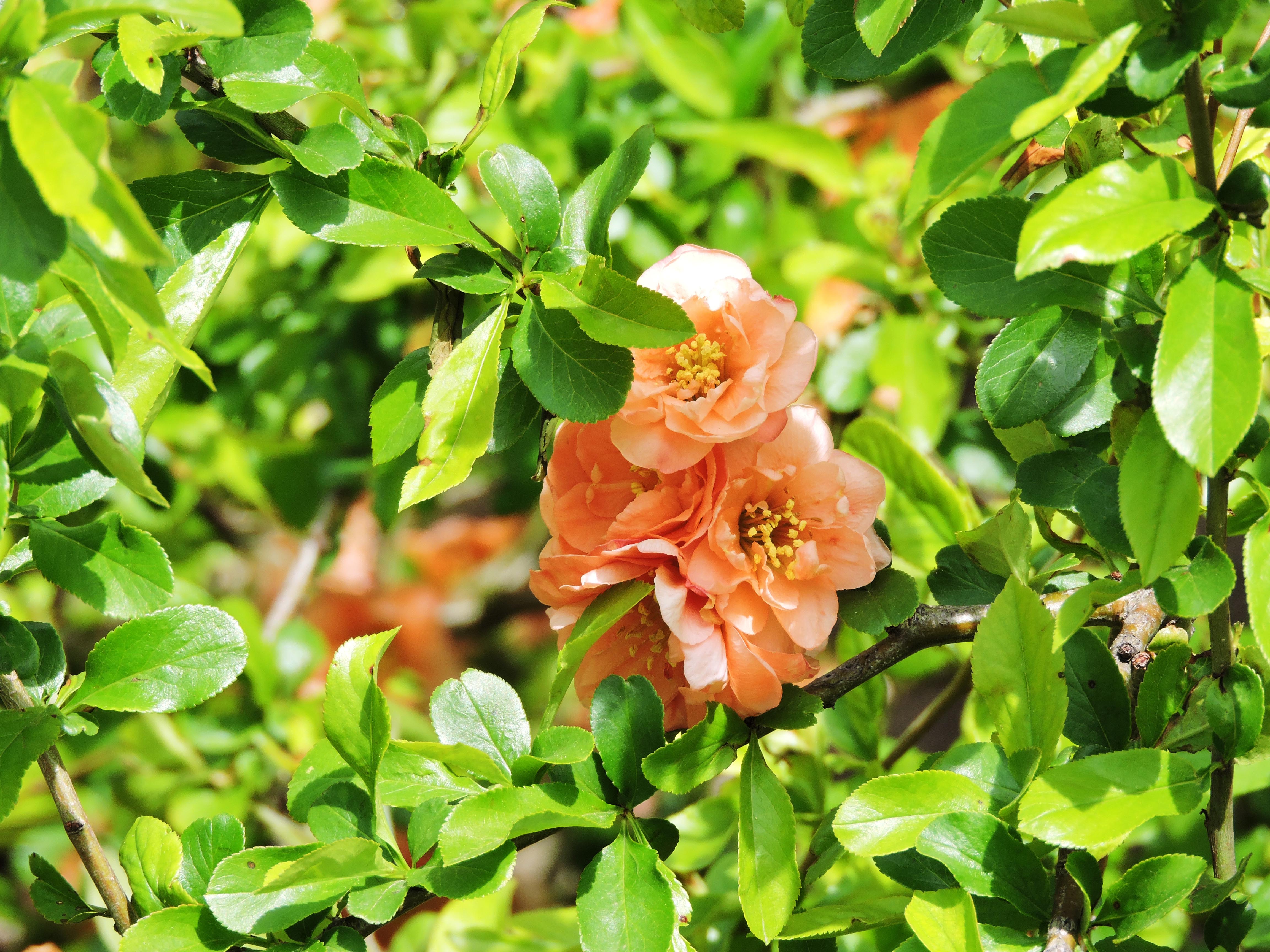 Chaenomeles speciosa ‘Cameo’ – Purdue Arboretum Explorer