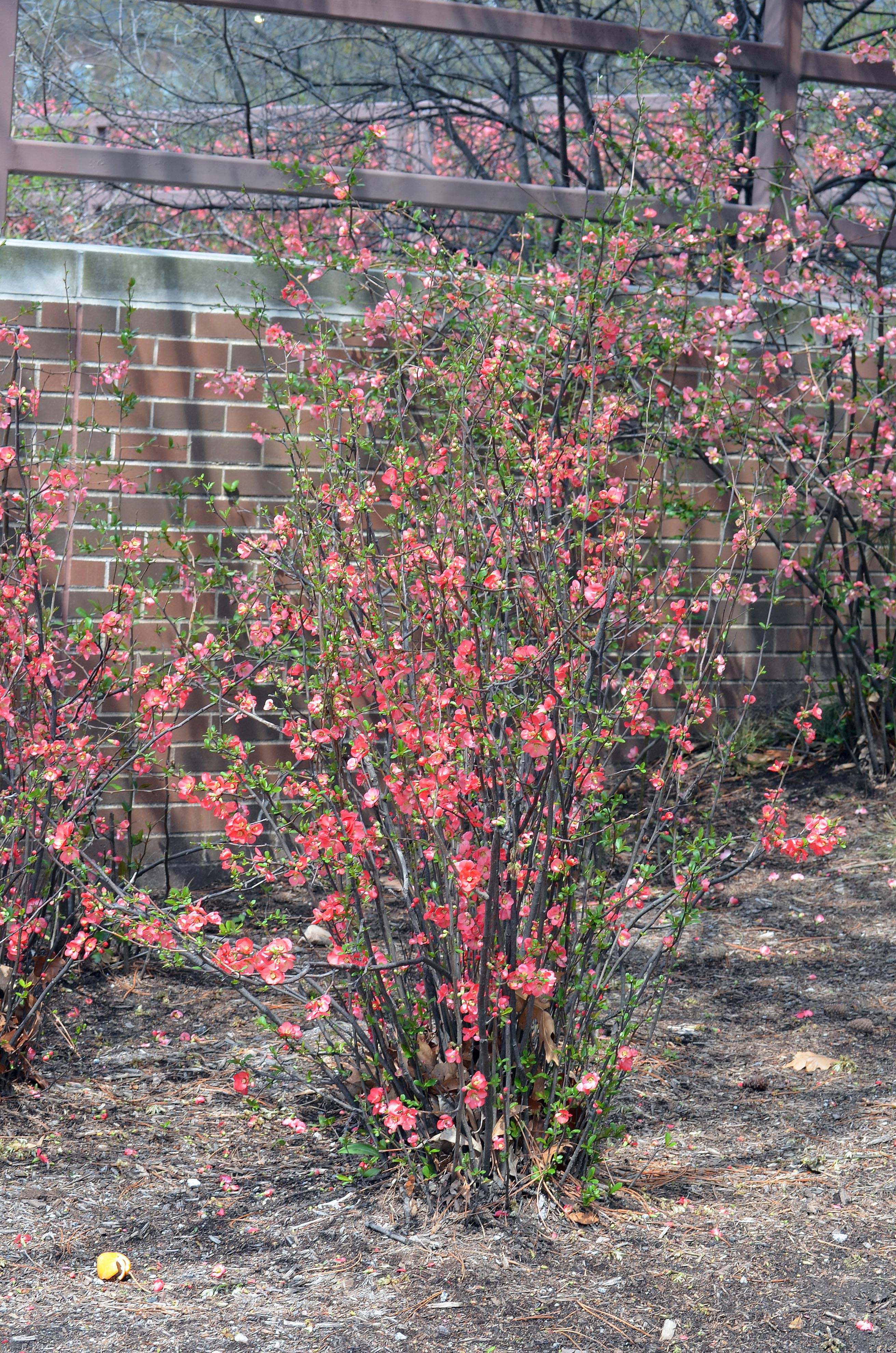 Flowering Quince Hedge