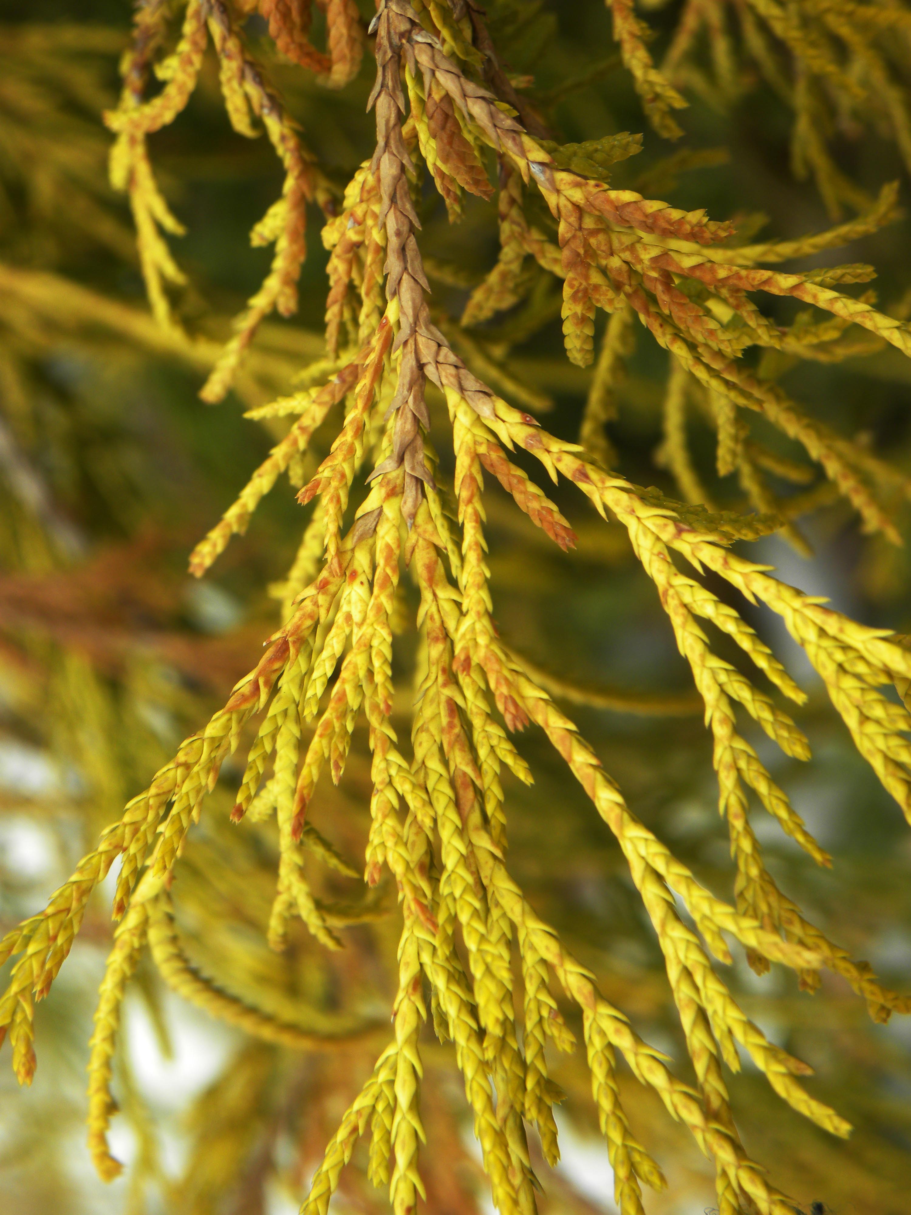 Chamaecyparis pisifera ‘Golden Mop’ – Purdue Arboretum Explorer