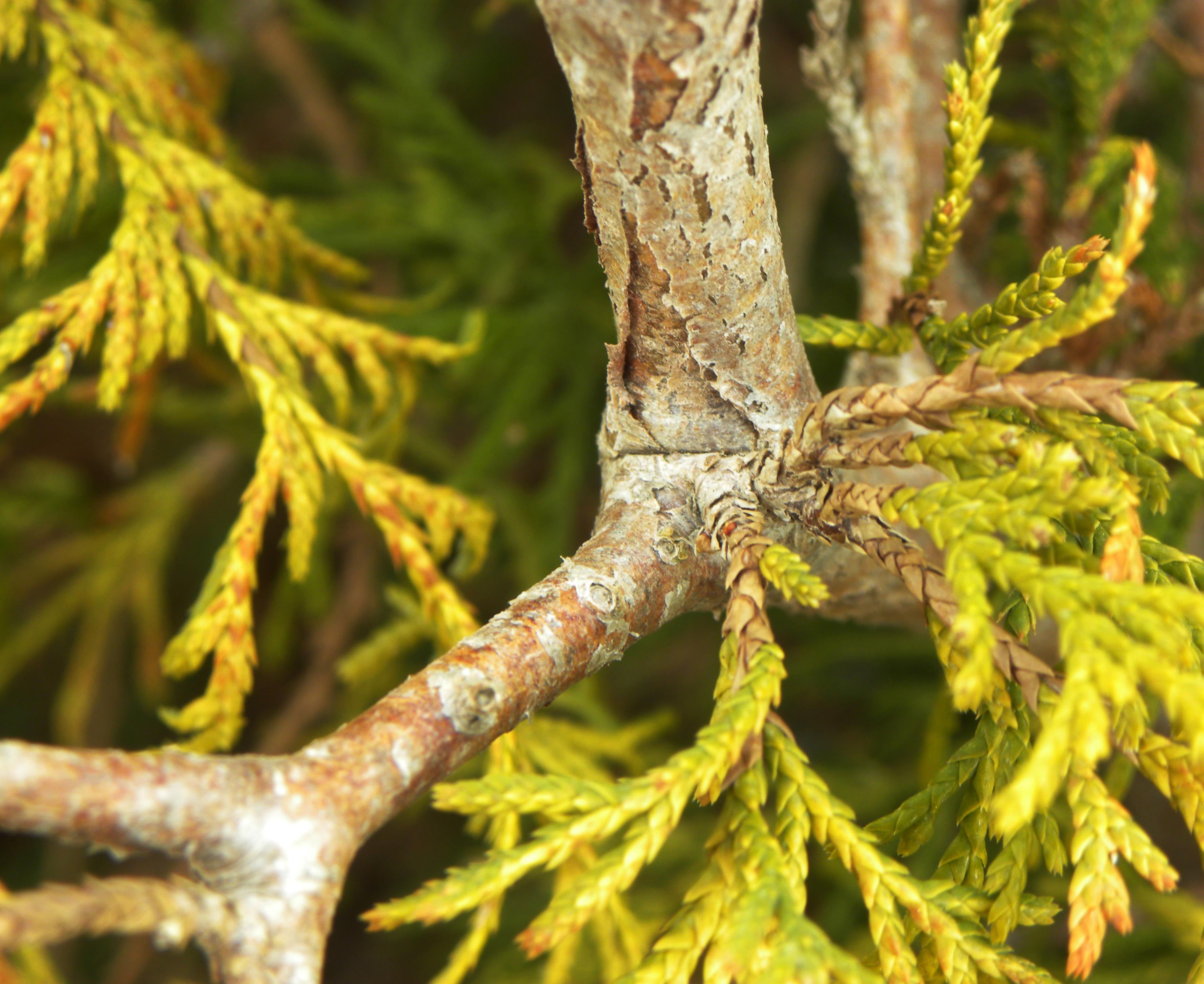 Chamaecyparis pisifera ‘Golden Mop’ – Purdue Arboretum Explorer