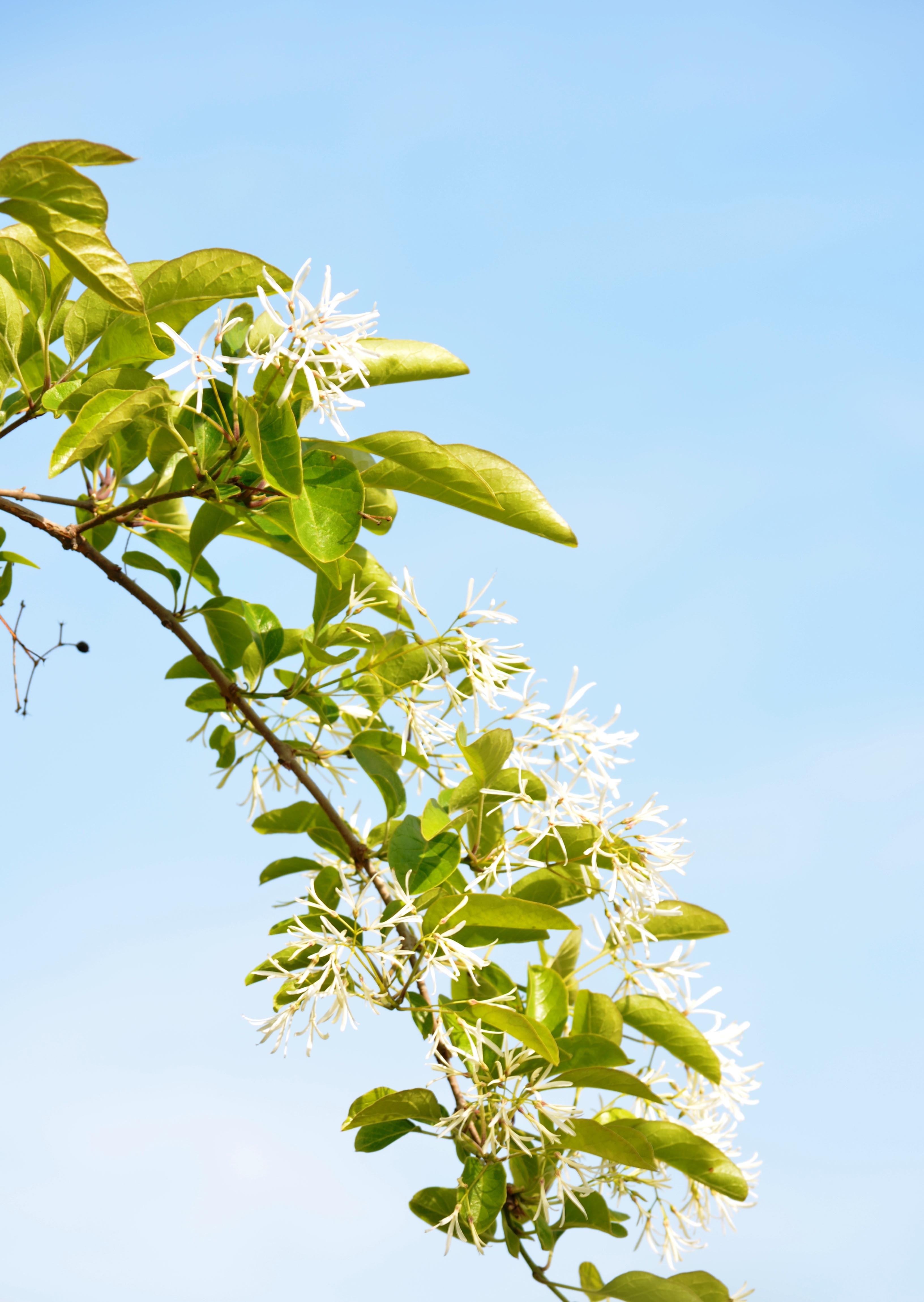 Chionanthus retusus – Purdue Arboretum Explorer