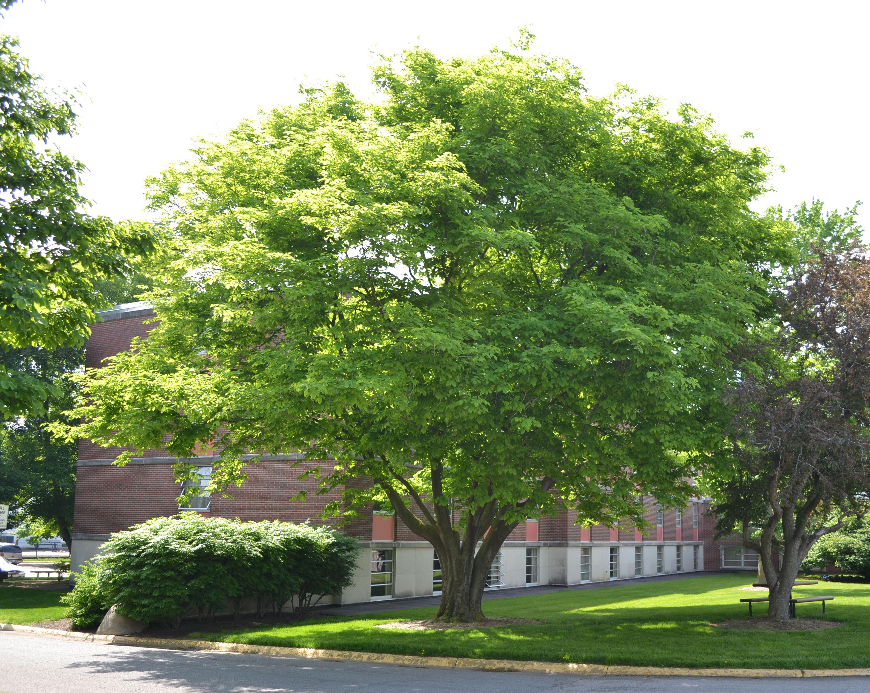 Cladrastis kentukea – Purdue Arboretum Explorer