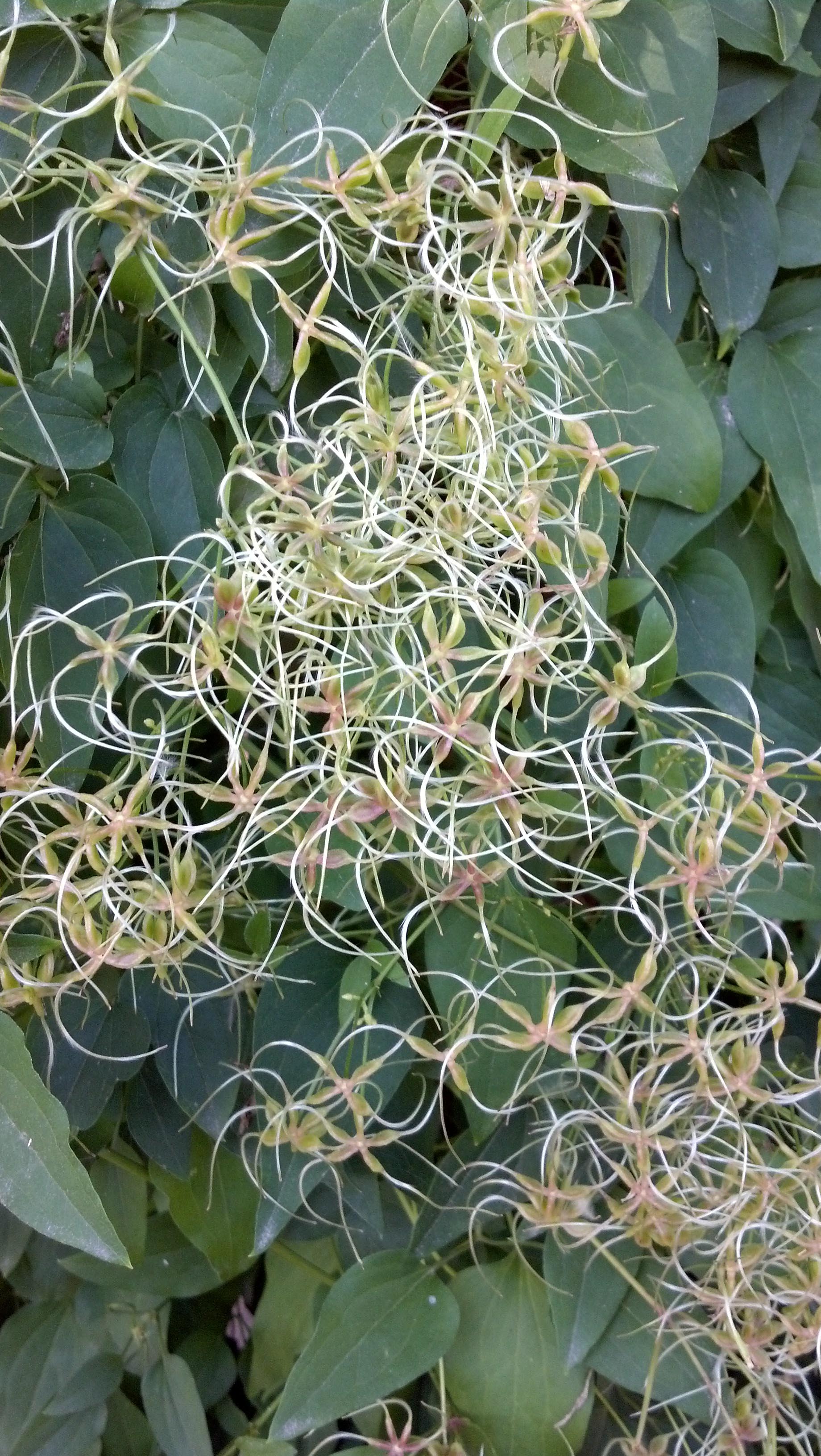 Clematis terniflora – Purdue Arboretum Explorer