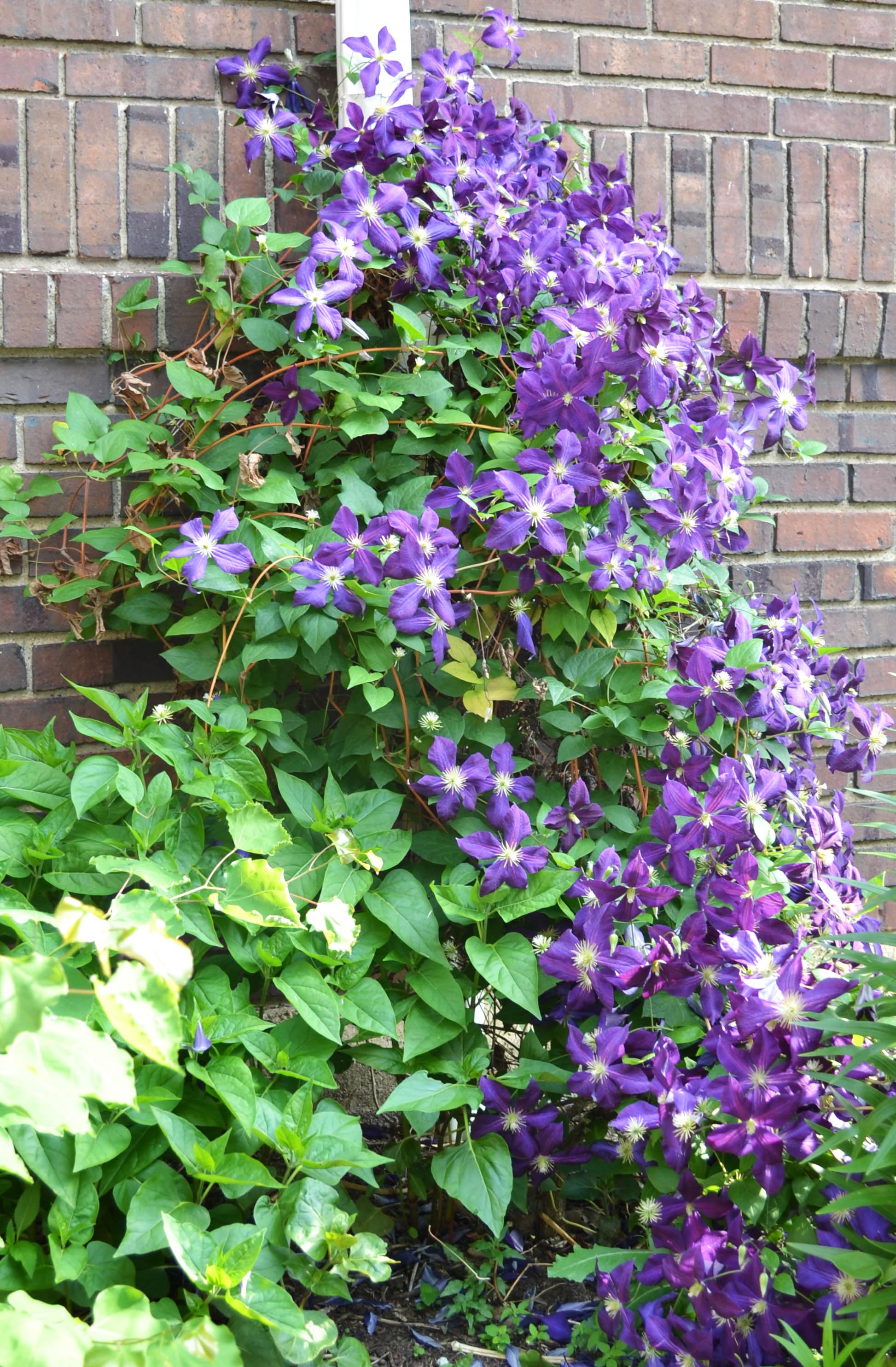 Clematis × jackmanii – Purdue Arboretum Explorer