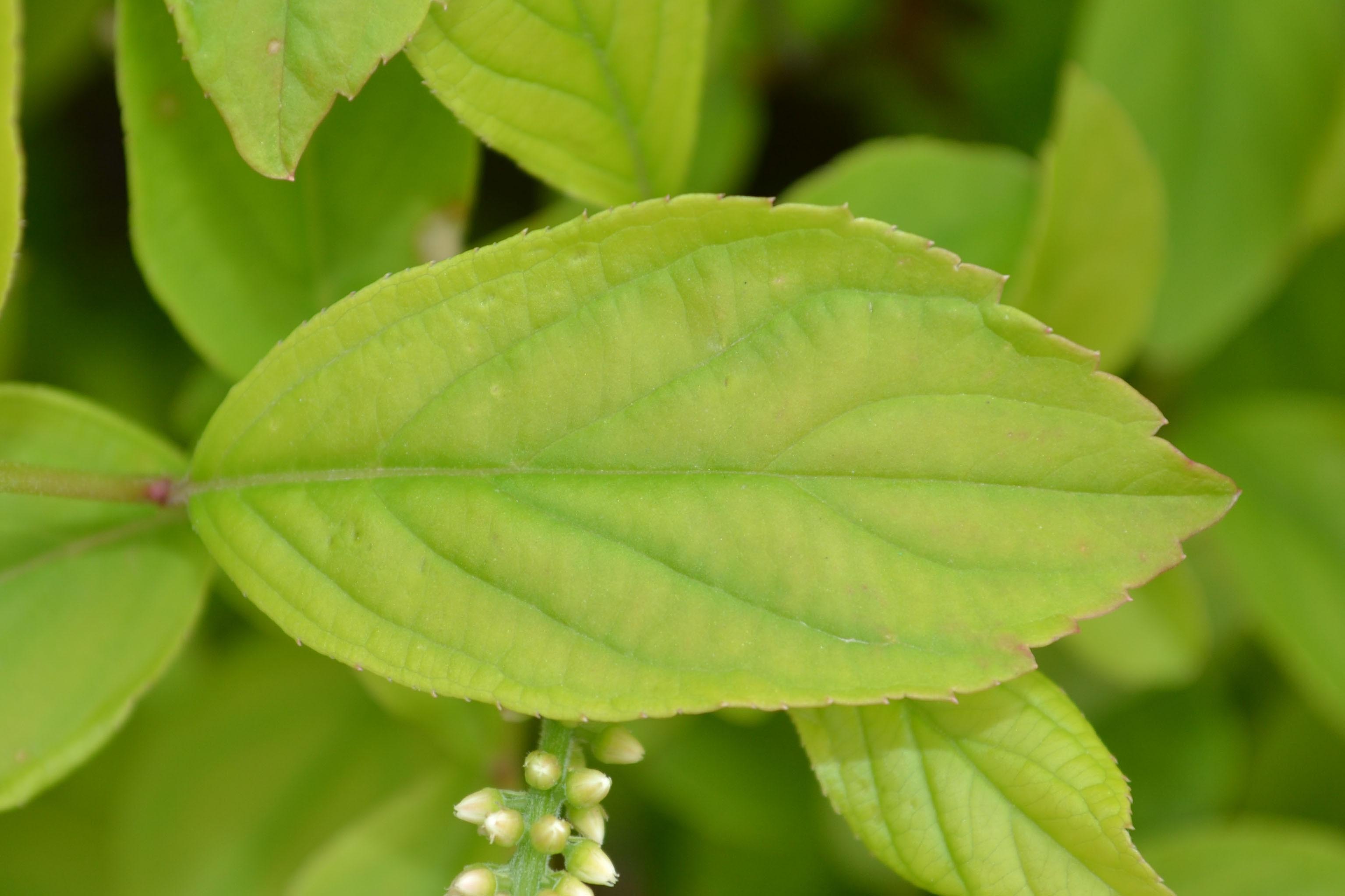 Clethra alnifolia – Purdue Arboretum Explorer