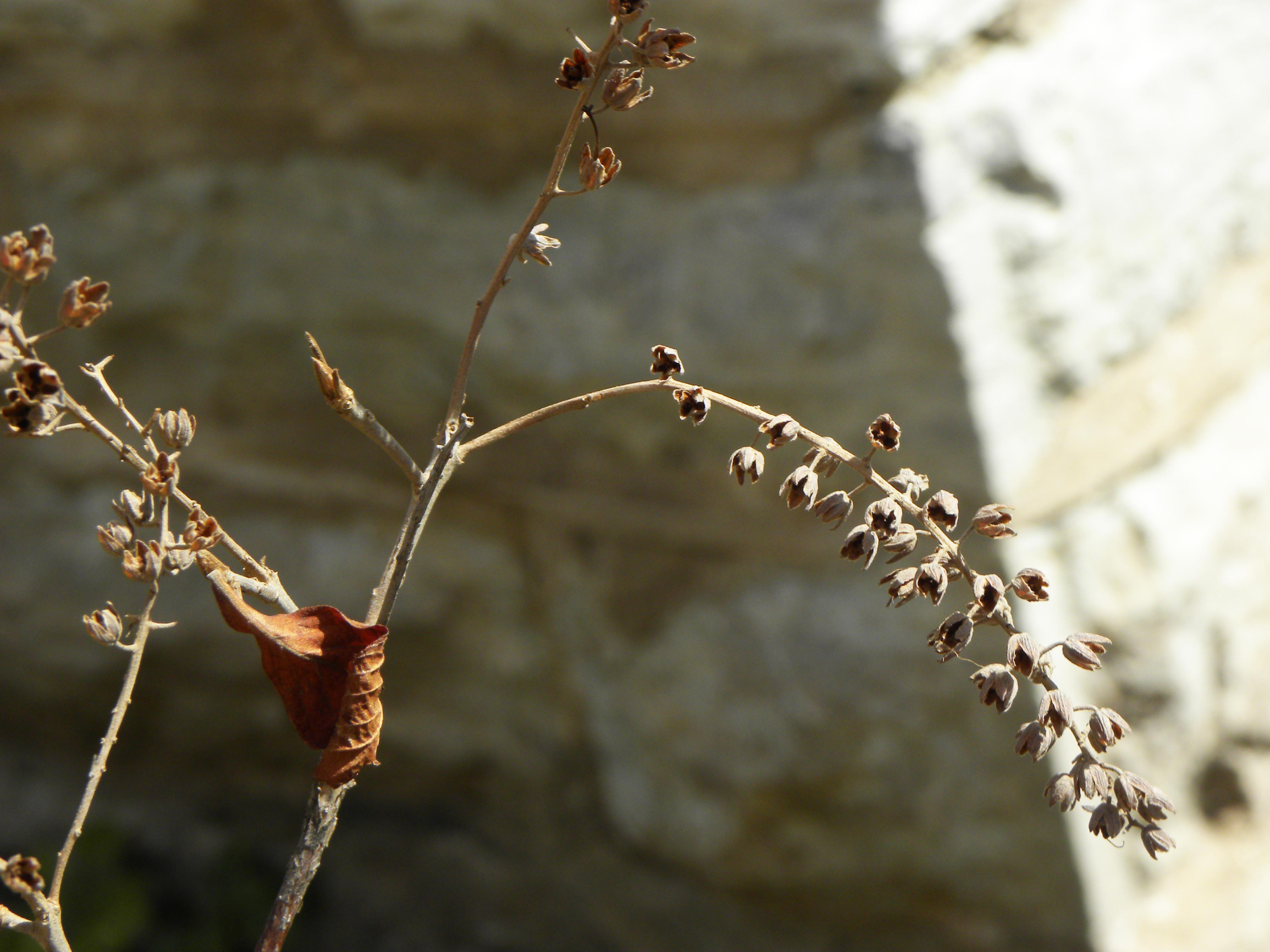 Clethra alnifolia – Purdue Arboretum Explorer