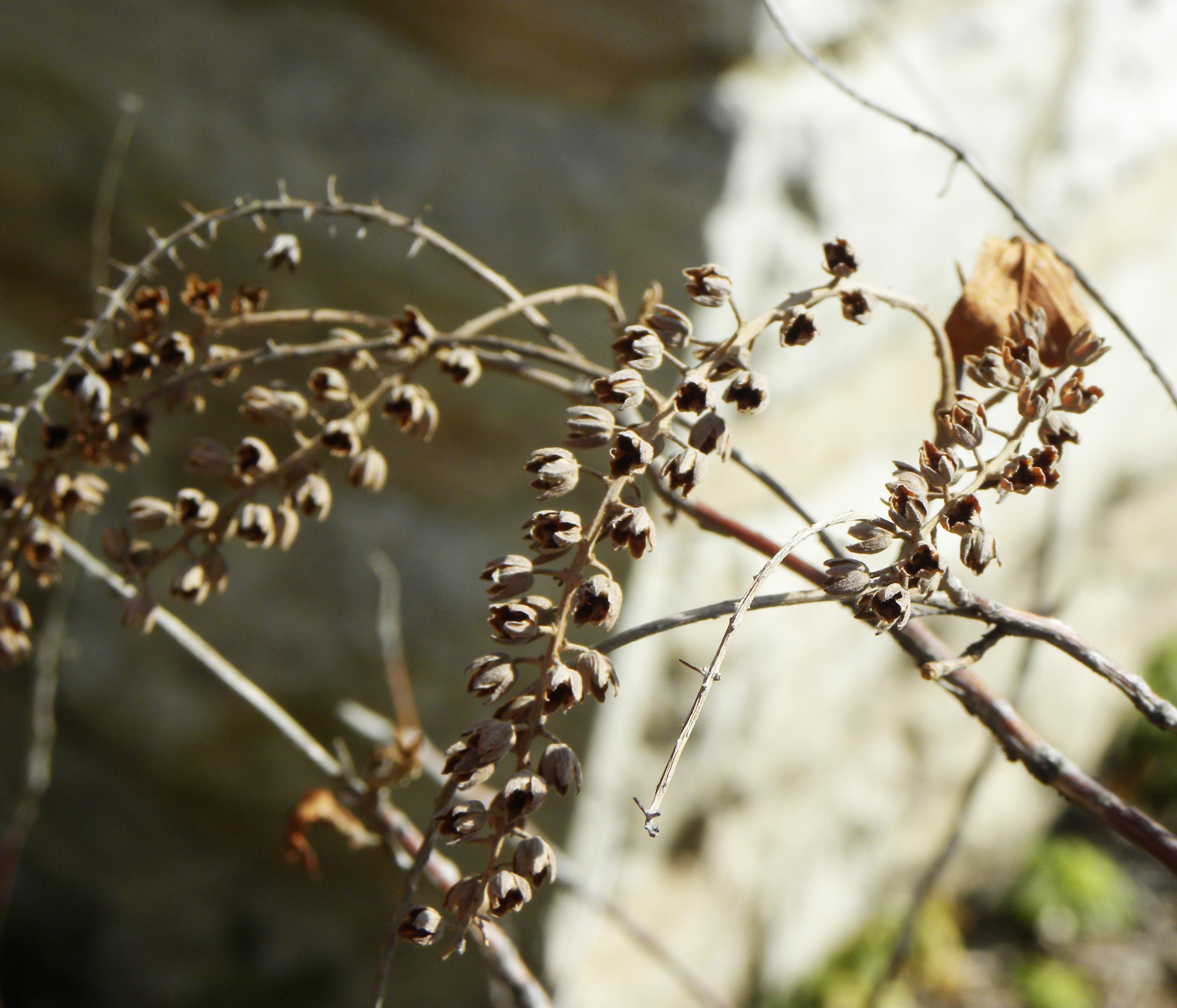 Clethra alnifolia – Purdue Arboretum Explorer