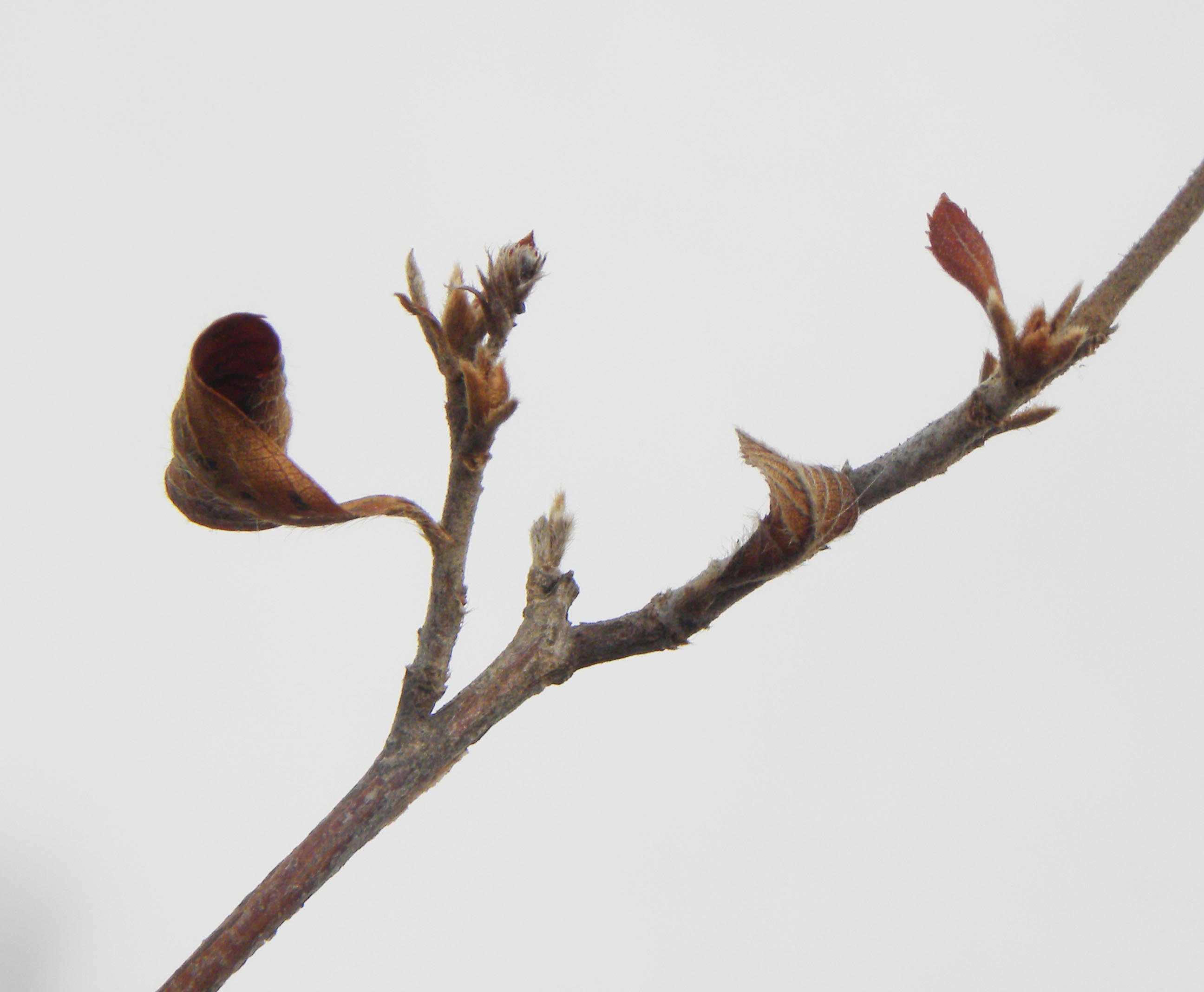 Clethra alnifolia ‘Compacta’ – Purdue Arboretum Explorer