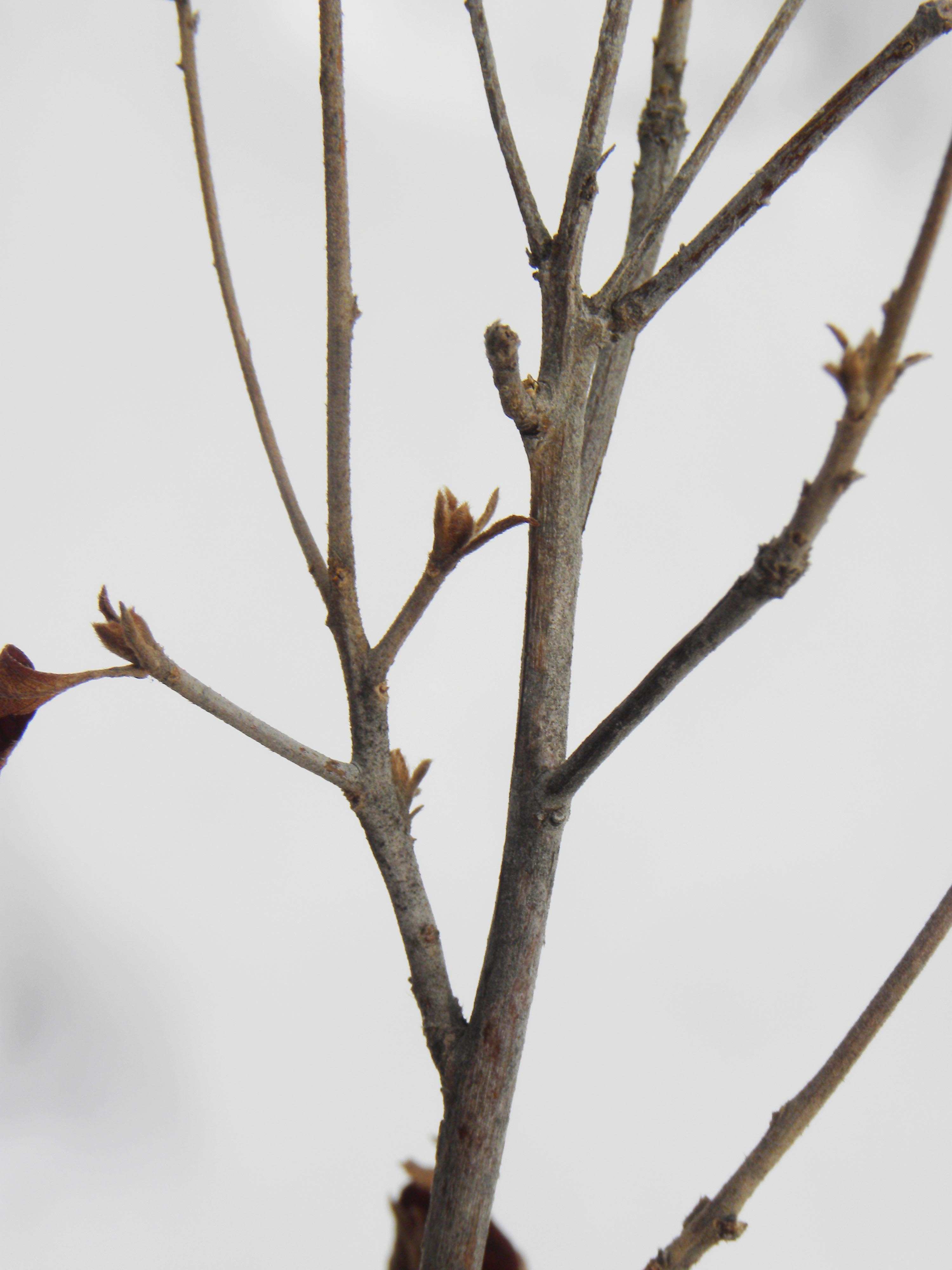Clethra alnifolia ‘Compacta’ – Purdue Arboretum Explorer
