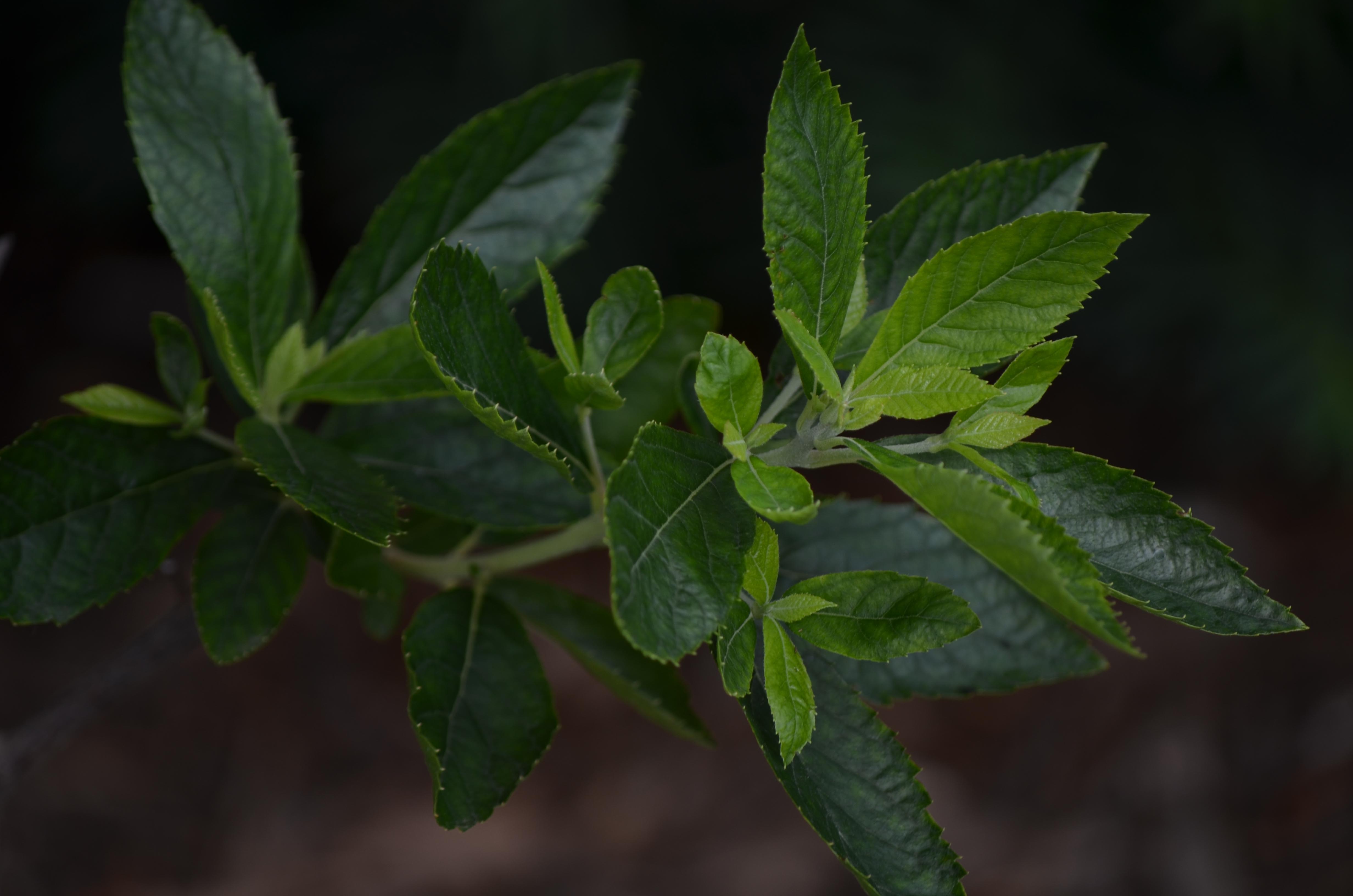 Clethra alnifolia ‘Compacta’ – Purdue Arboretum Explorer