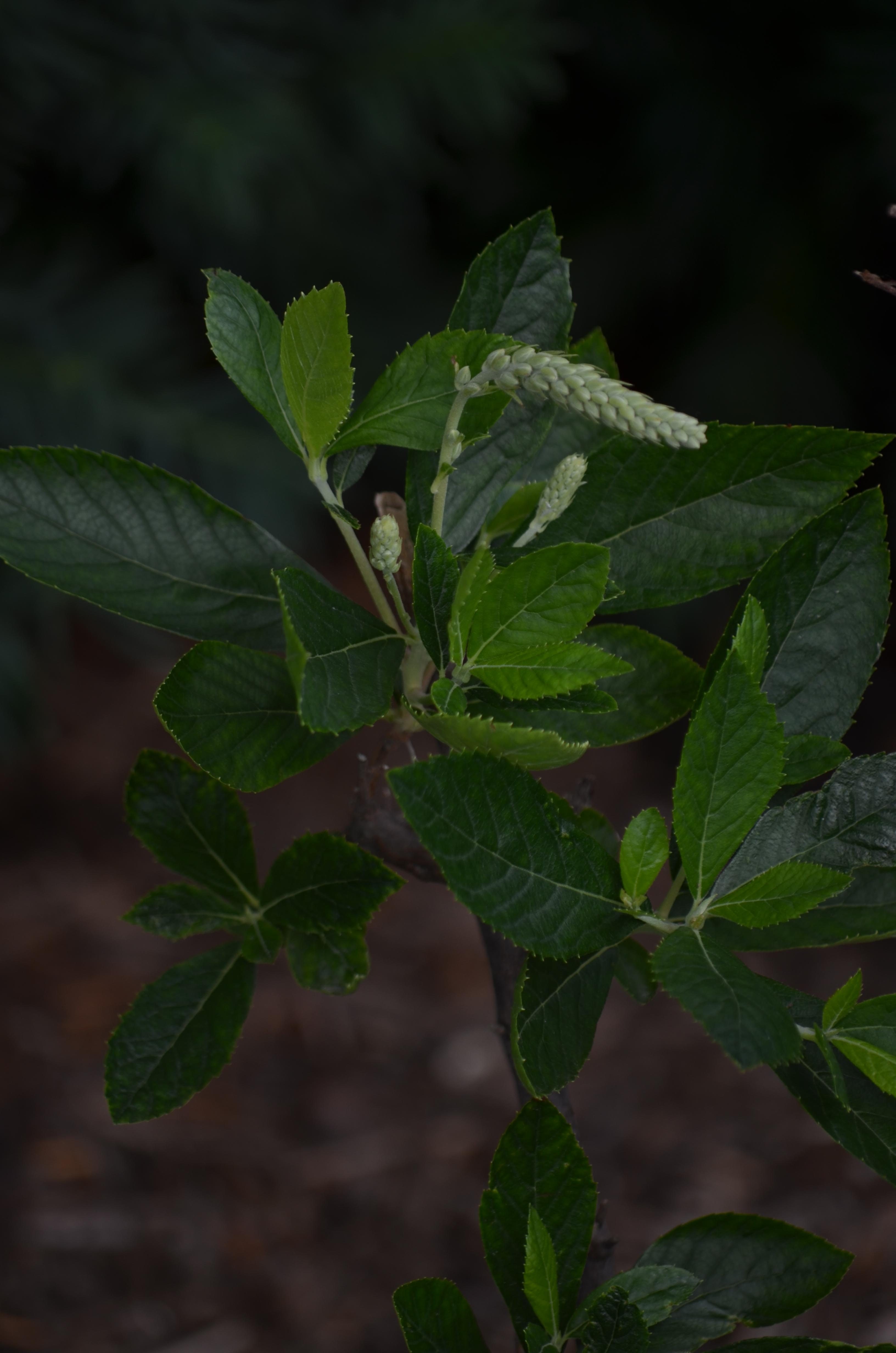 Clethra alnifolia ‘Compacta’ – Purdue Arboretum Explorer
