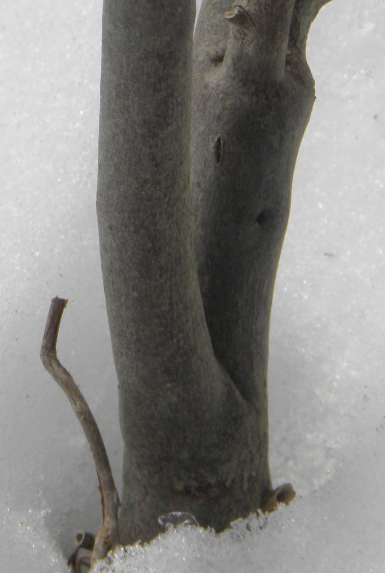 Clethra alnifolia ‘Compacta’ – Purdue Arboretum Explorer