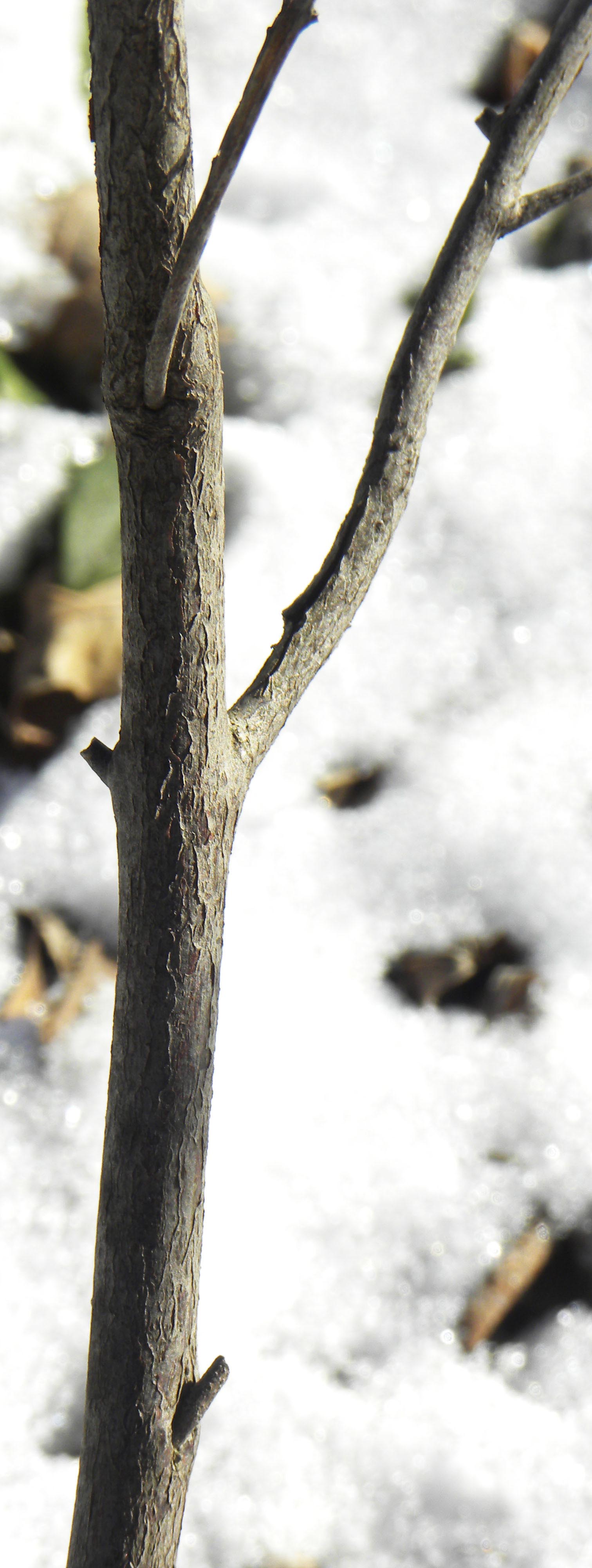 Clethra alnifolia ‘Hummingbird’ – Purdue Arboretum Explorer