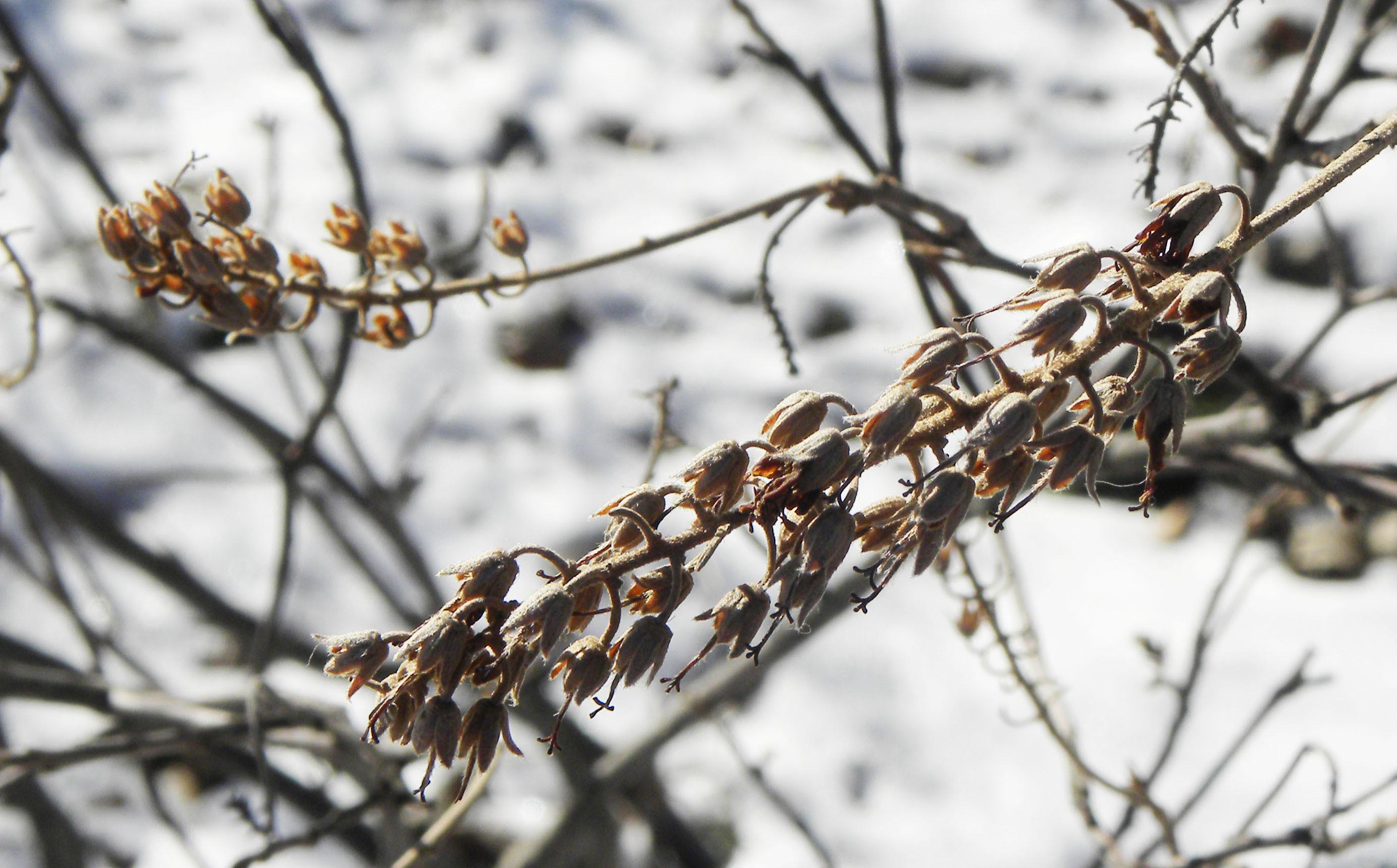 Clethra alnifolia ‘Hummingbird’ – Purdue Arboretum Explorer