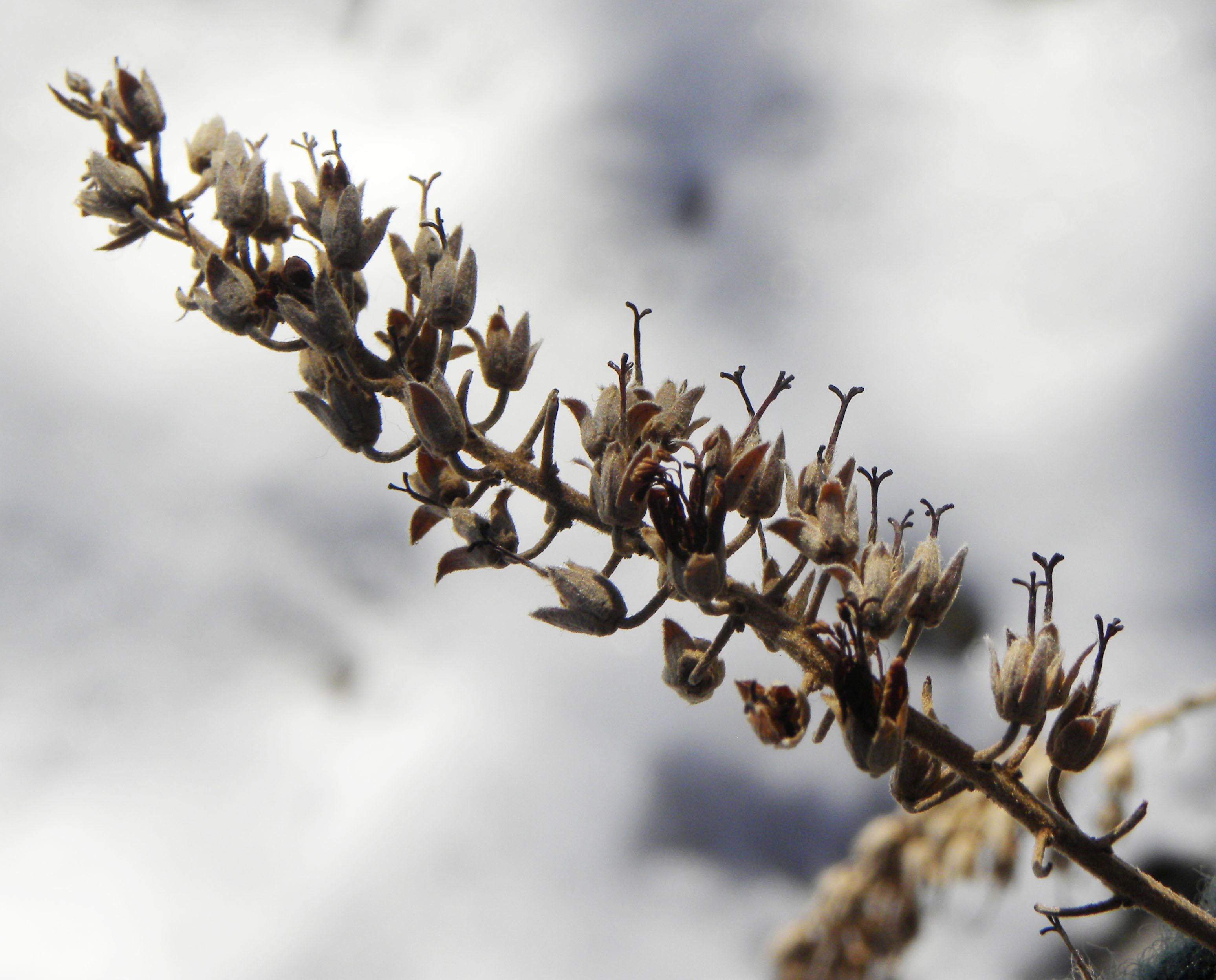 Clethra alnifolia ‘Hummingbird’ – Purdue Arboretum Explorer