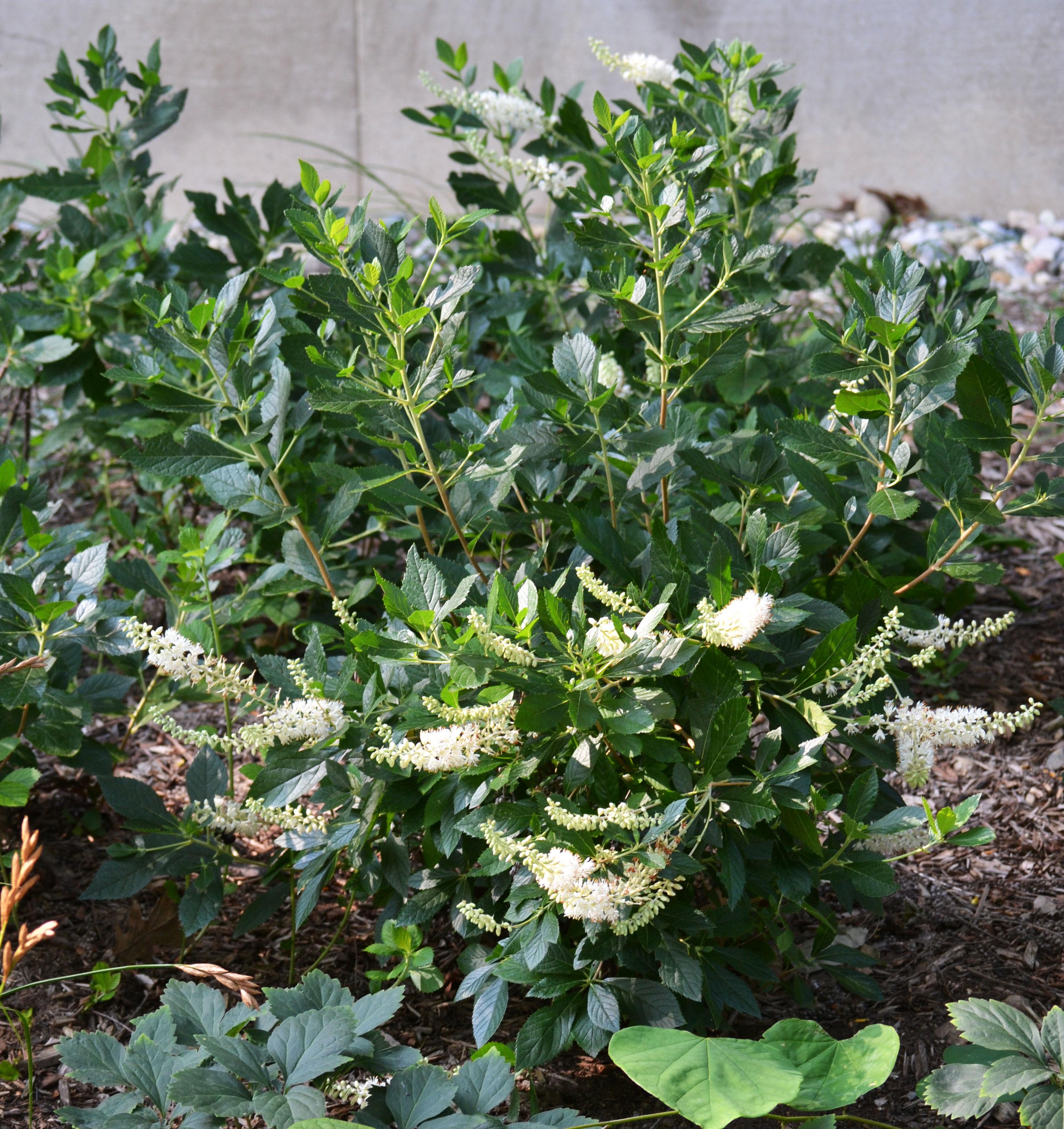 Clethra alnifolia ‘Hummingbird’ – Purdue Arboretum Explorer