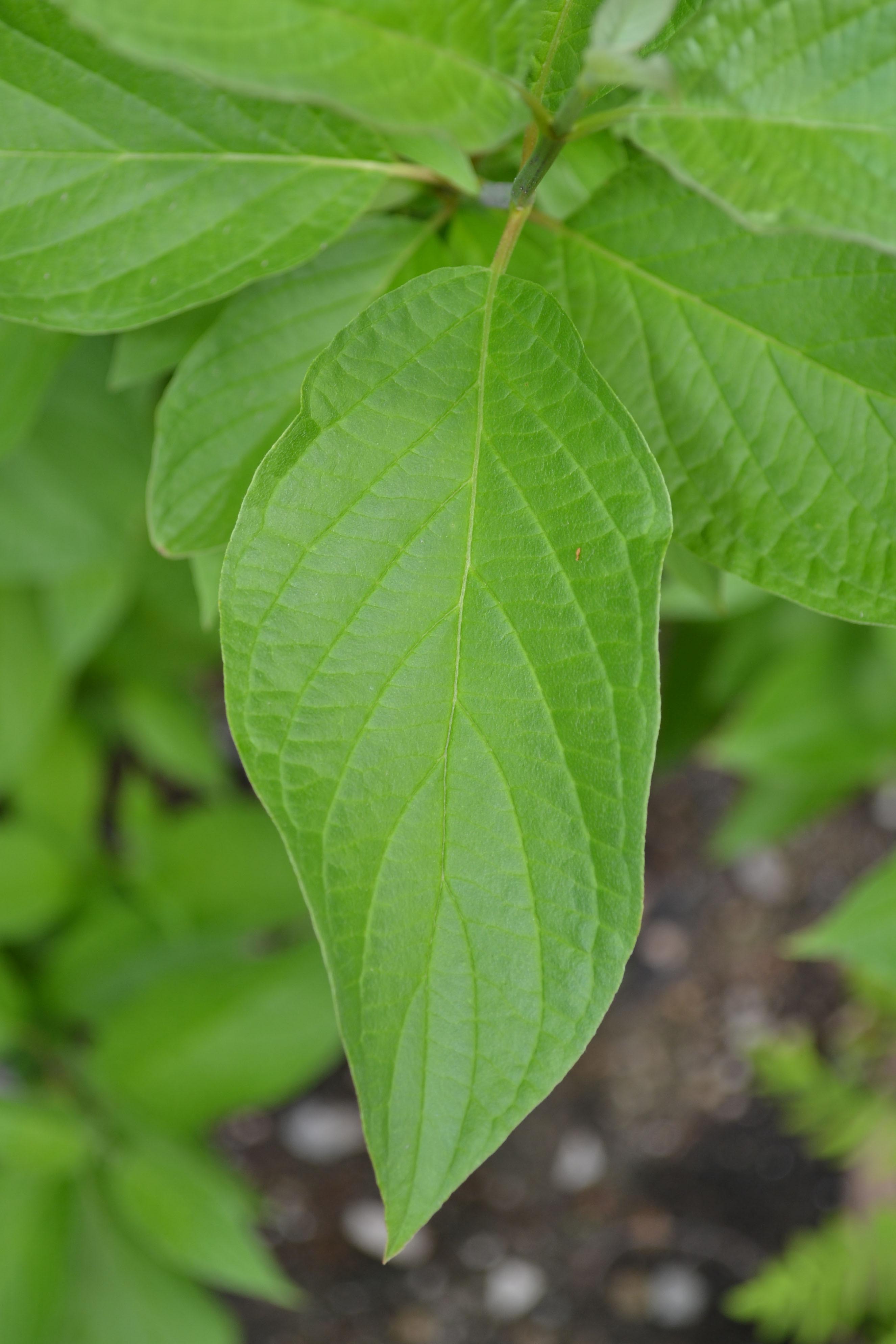 Cornus alba – Purdue Arboretum Explorer