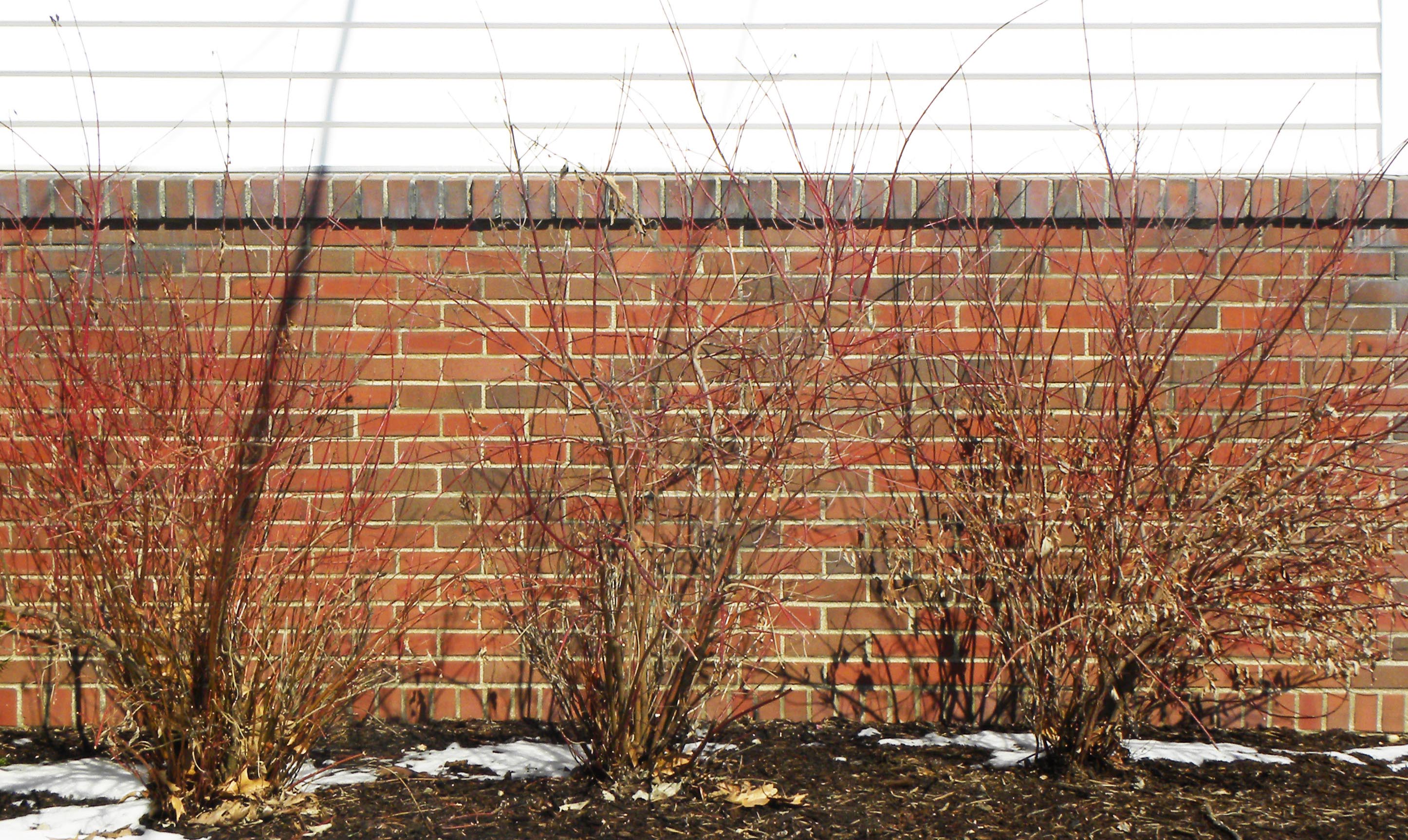 Cornus alba – Purdue Arboretum Explorer