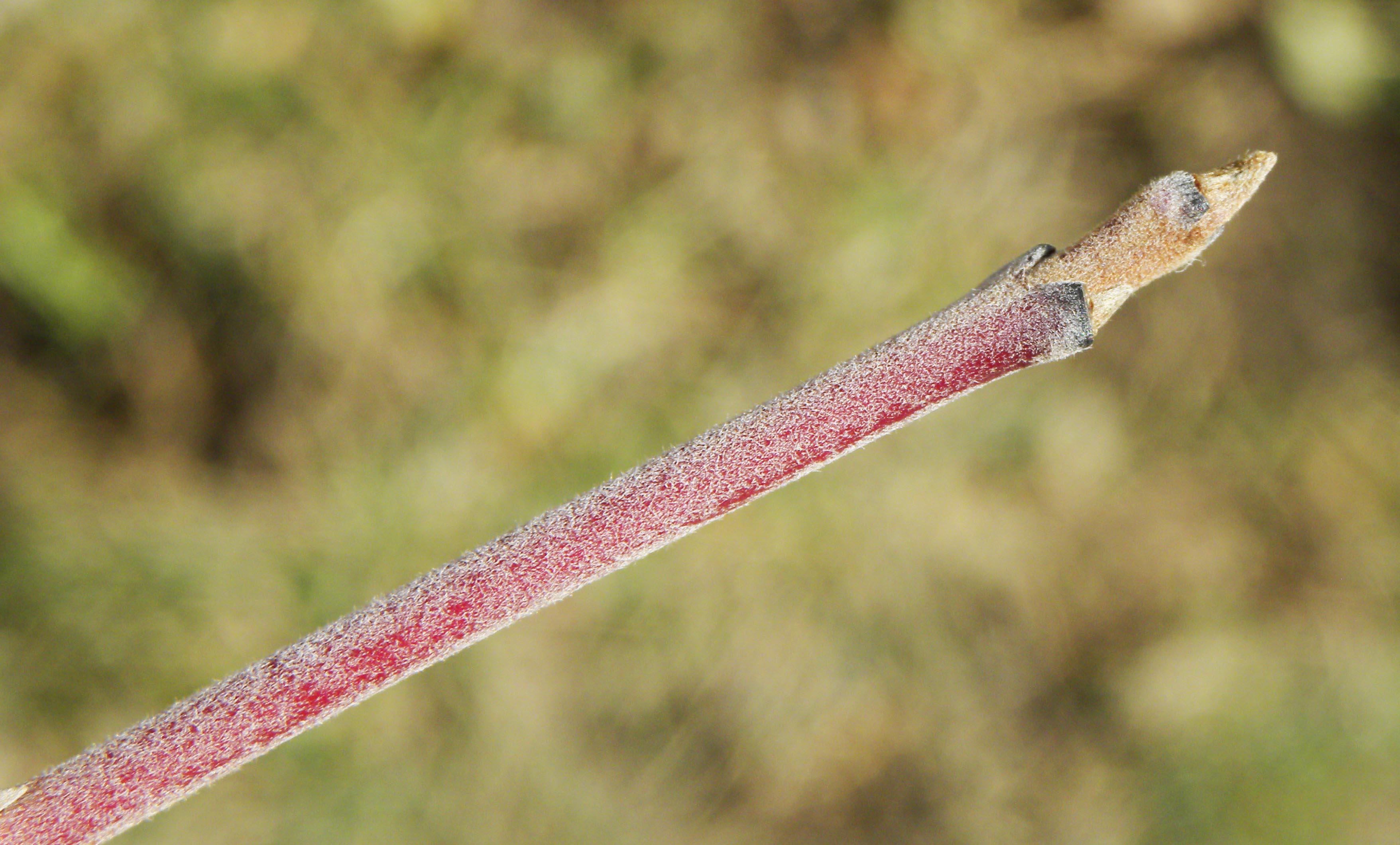 Cornus alba – Purdue Arboretum Explorer