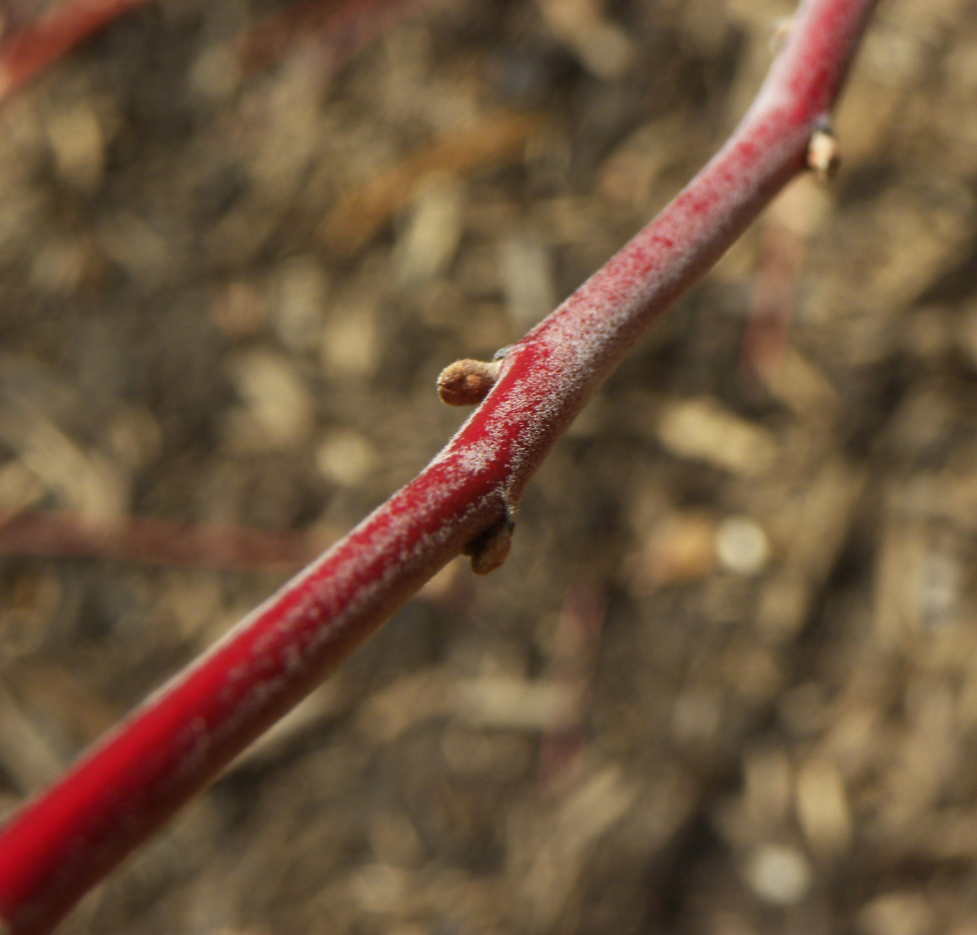 Cornus alba – Purdue Arboretum Explorer