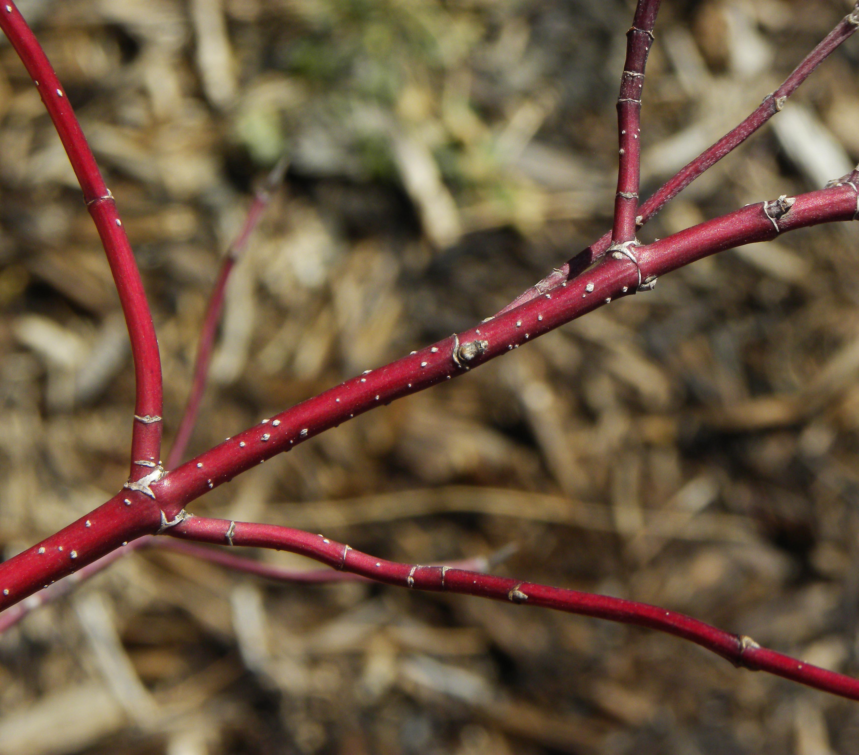 Cornus alba ‘Argenteo-Marginata’ – Purdue Arboretum Explorer