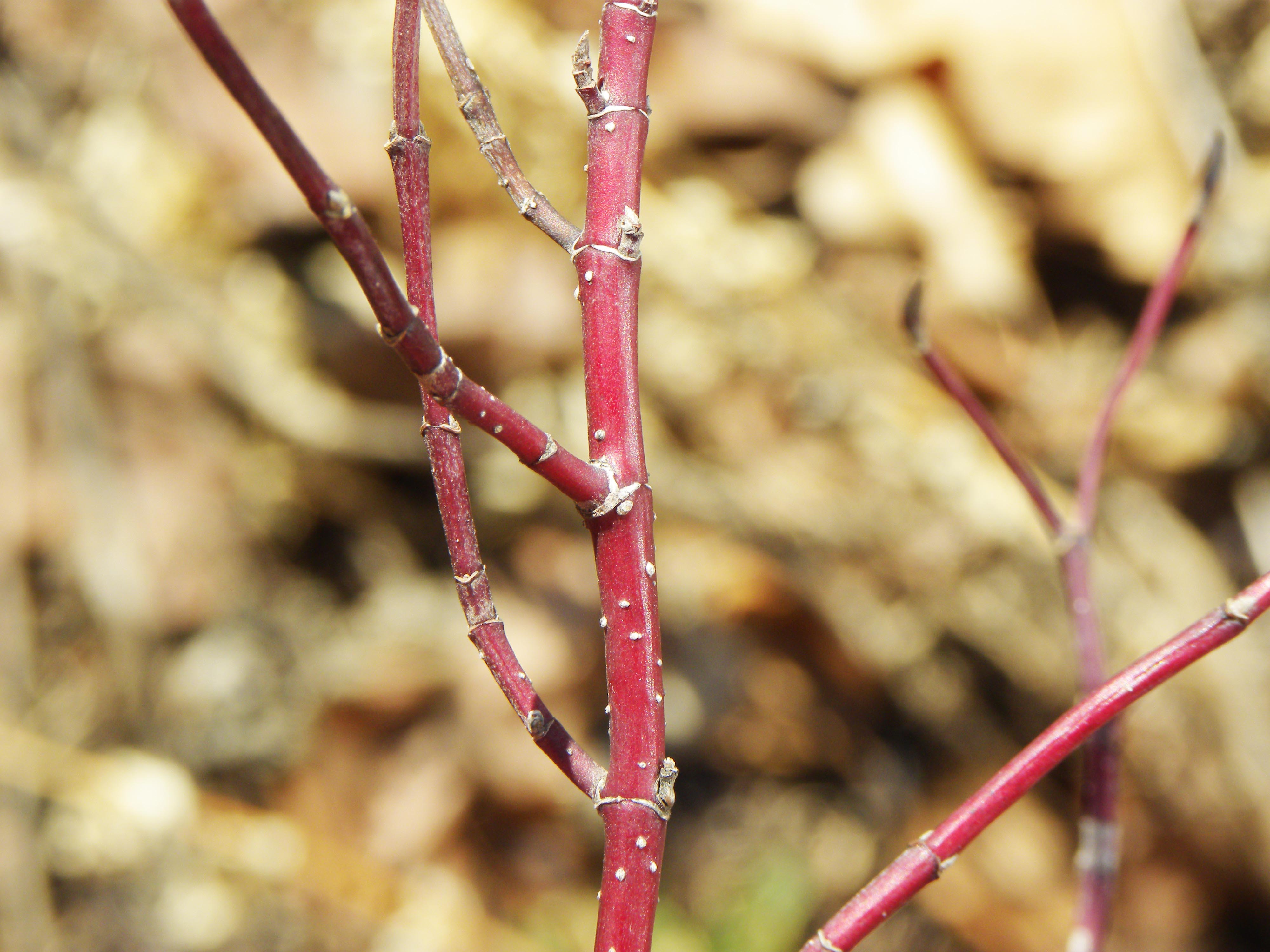 Cornus alba ‘Argenteo-Marginata’ – Purdue Arboretum Explorer