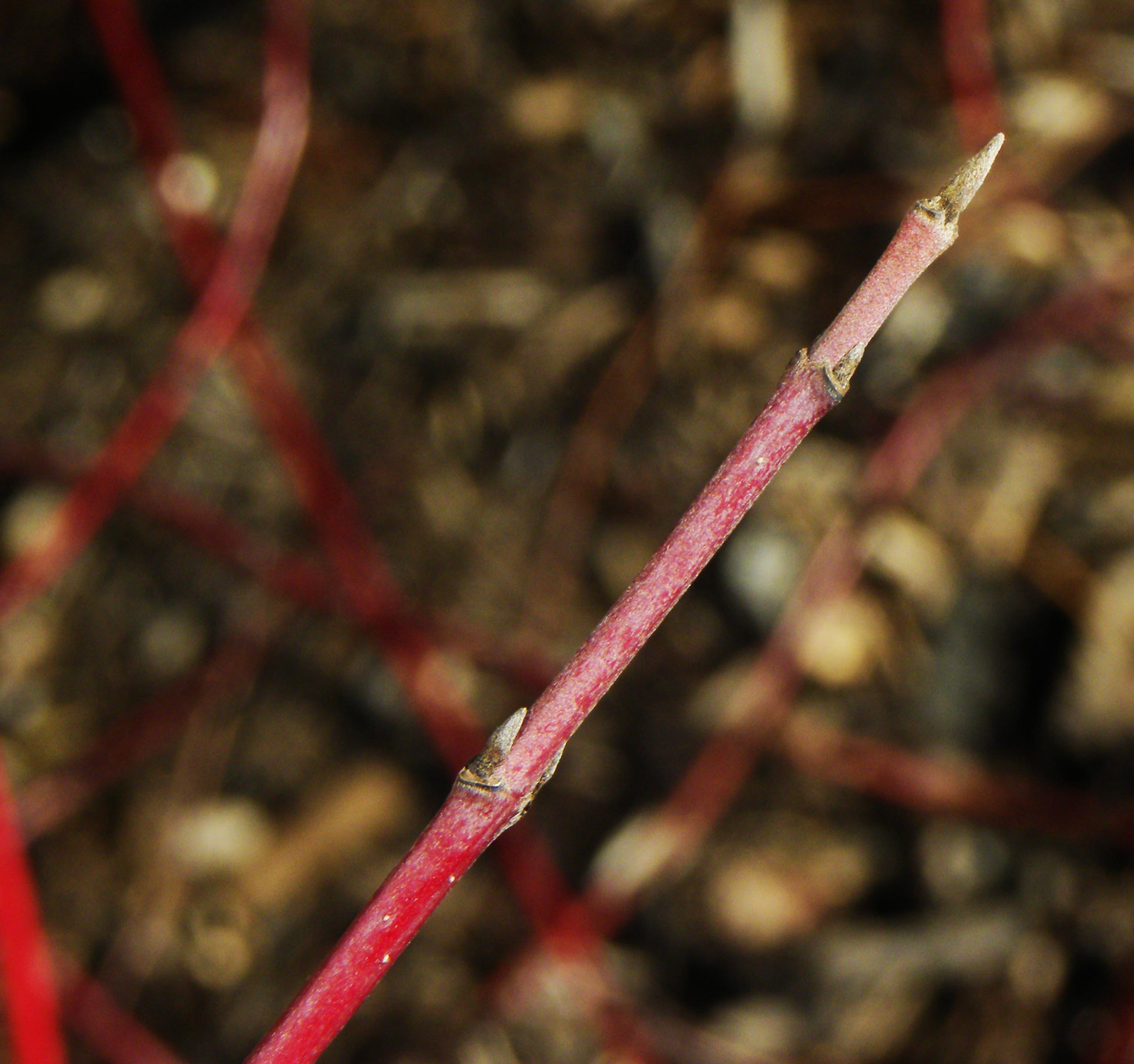 Cornus alba ‘Argenteo-Marginata’ – Purdue Arboretum Explorer