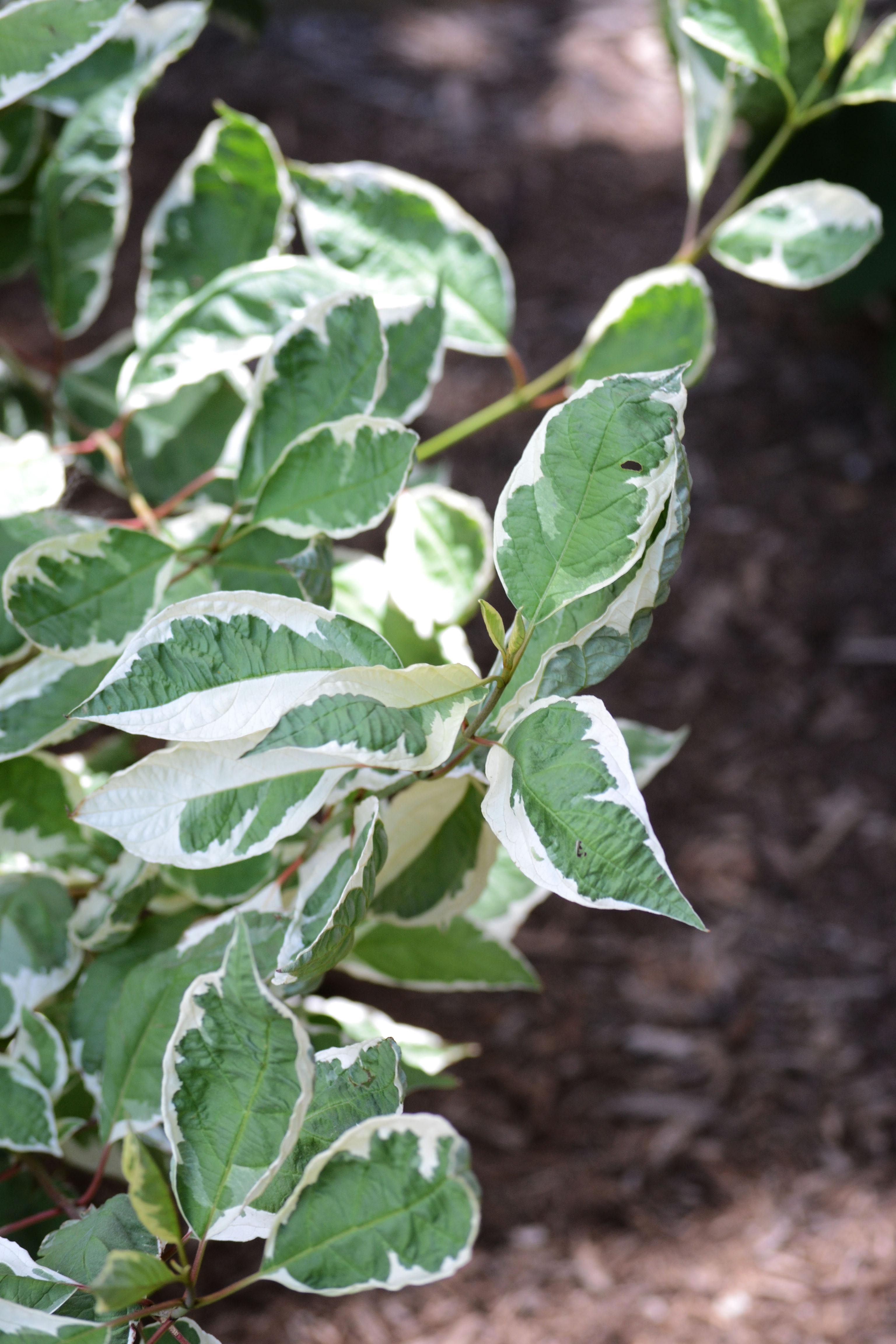 Cornus alba ‘Argenteo-Marginata’ – Purdue Arboretum Explorer